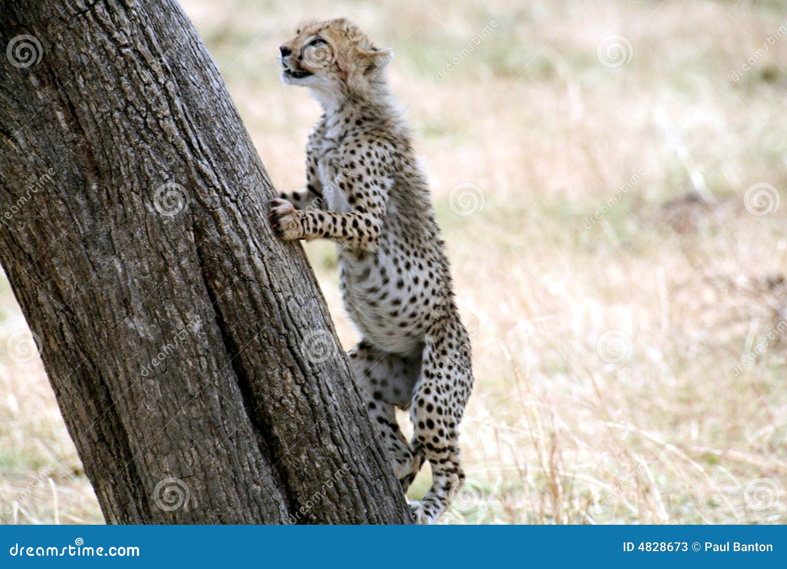 Cheetah Cub Climbing a Tree Stock Image - Image of ecology, kenya: 4828673