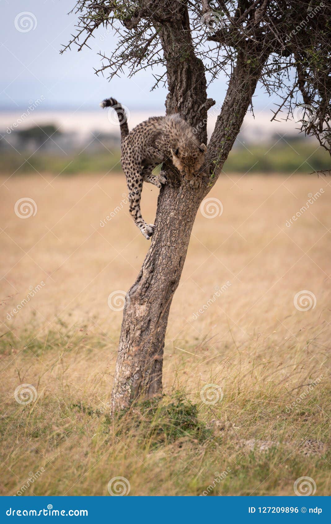 Cheetah Cub Climbing Tree Trunk Looks Down Stock Photo - Image of ...
