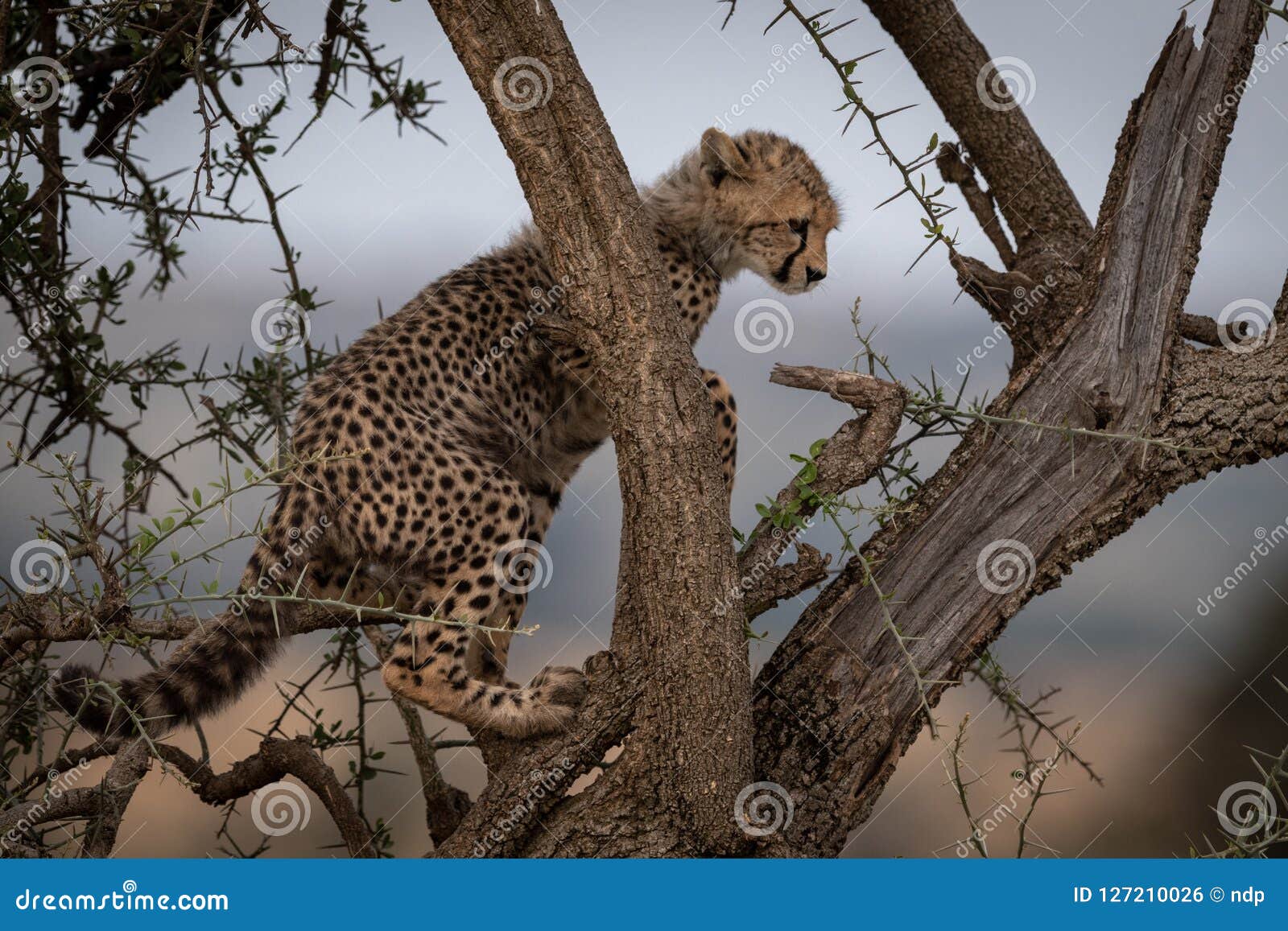 Cheetah Cub Climbs Branch of Thorn Tree Stock Photo - Image of climbs ...