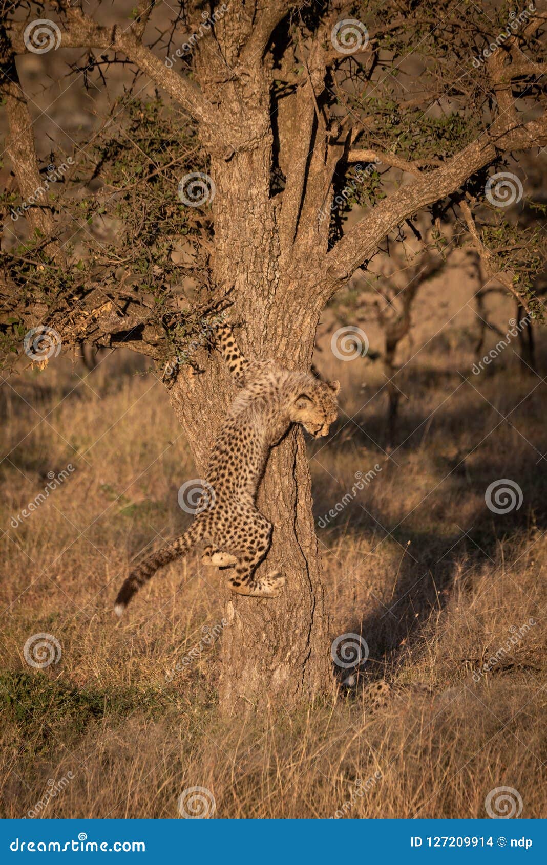 Cheetah Cub Climbs Down Tree on Savannah Stock Photo - Image of ...