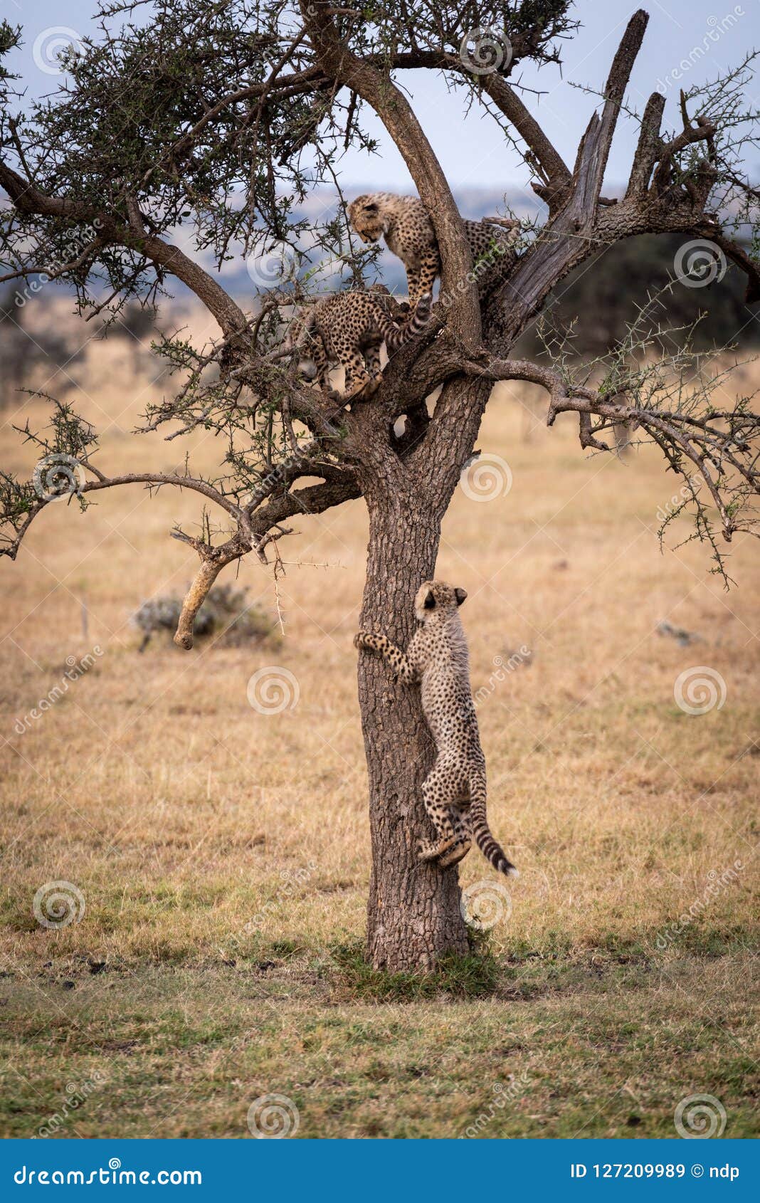 Cheetah Cub Climbs Tree Towards Two Others Stock Image - Image of ...