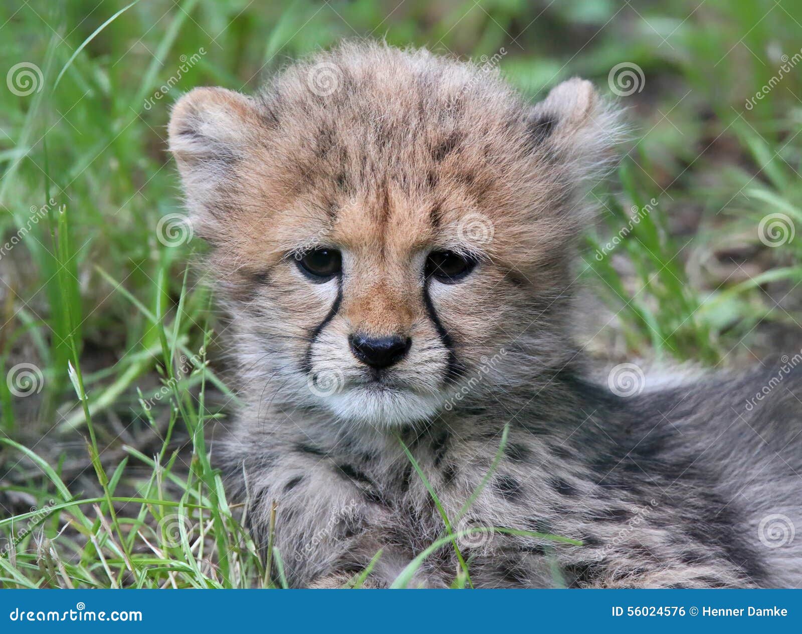 Cheetah cub 02 stock photo. Image of fast, predator, endangered - 56024576