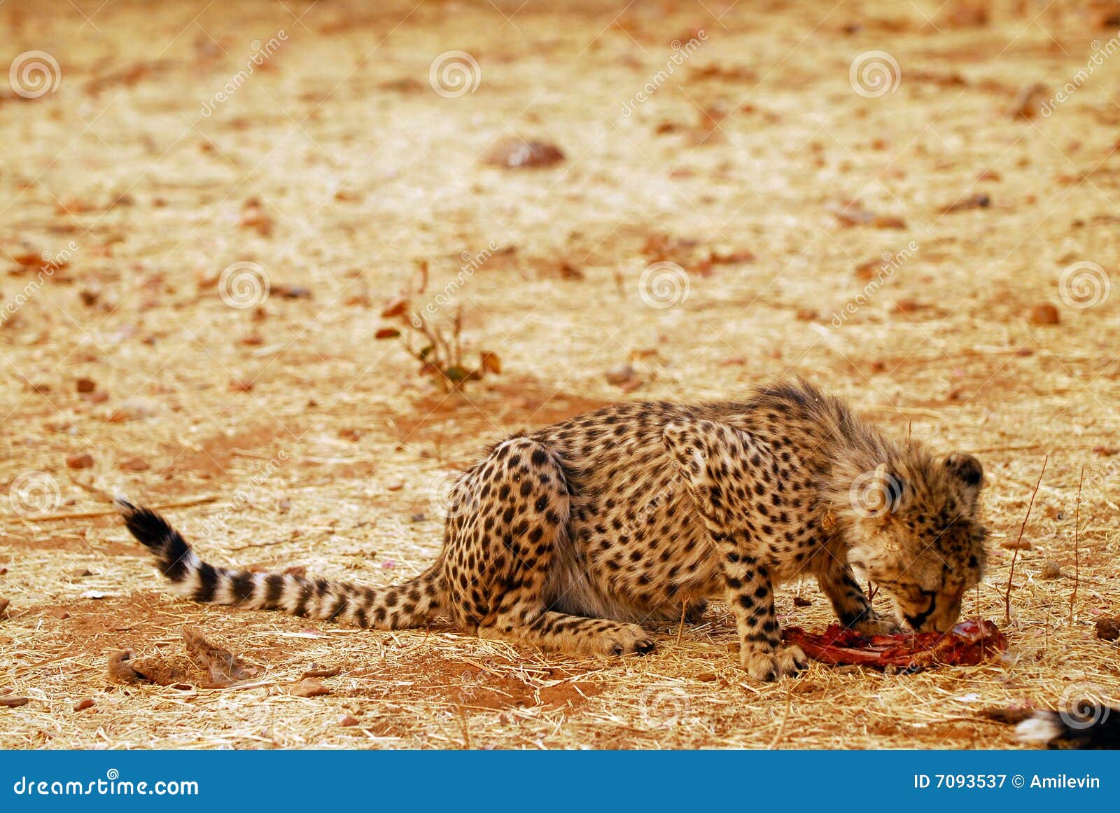 Cheetah cub eating stock image. Image of small, cute, chew - 7093537
