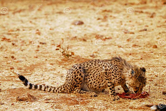 Cheetah cub eating stock image. Image of small, cute, chew - 7093537