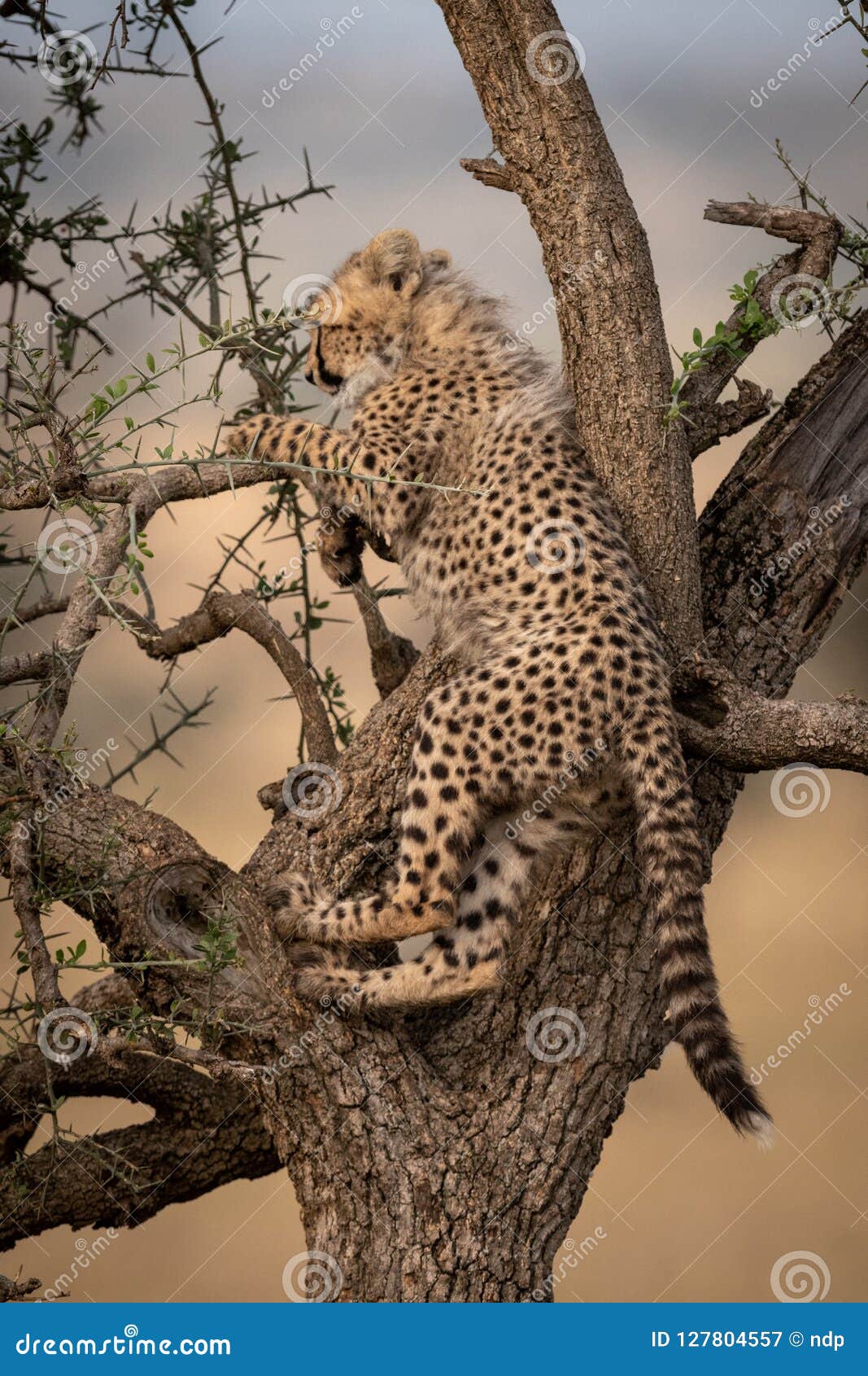 Cheetah Cub on Hind Legs in Tree Stock Image - Image of wildlife ...