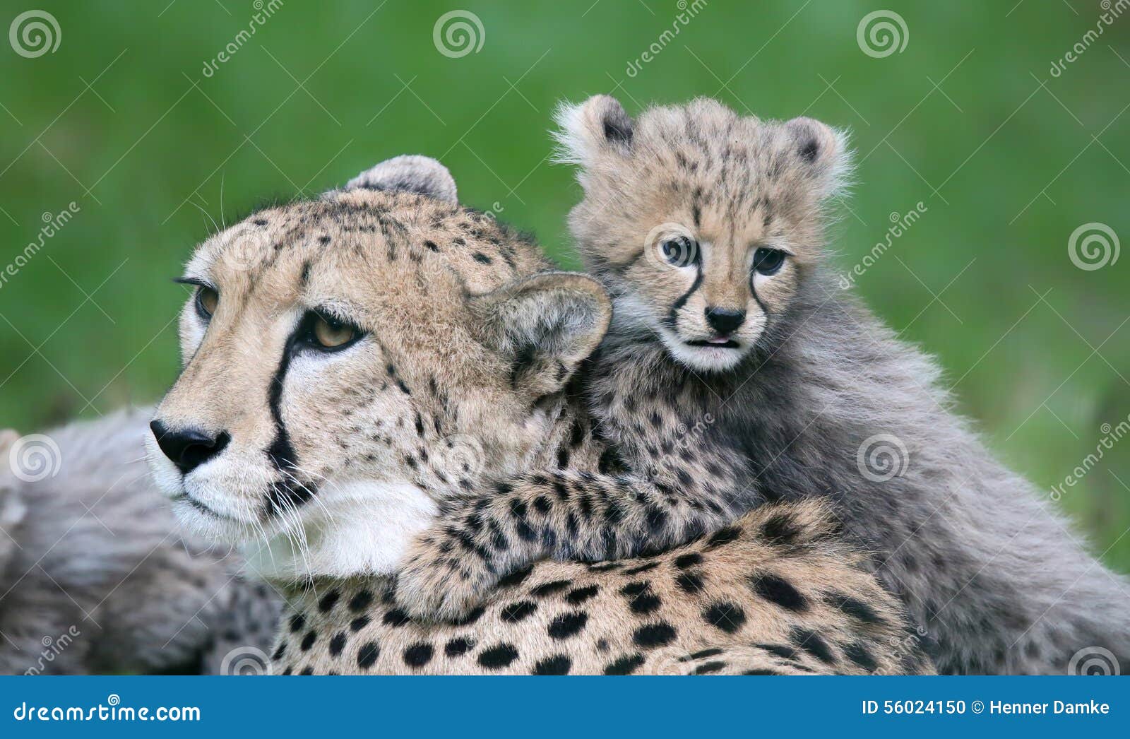 Cheetah cub and his mother stock photo. Image of hunter - 56024150