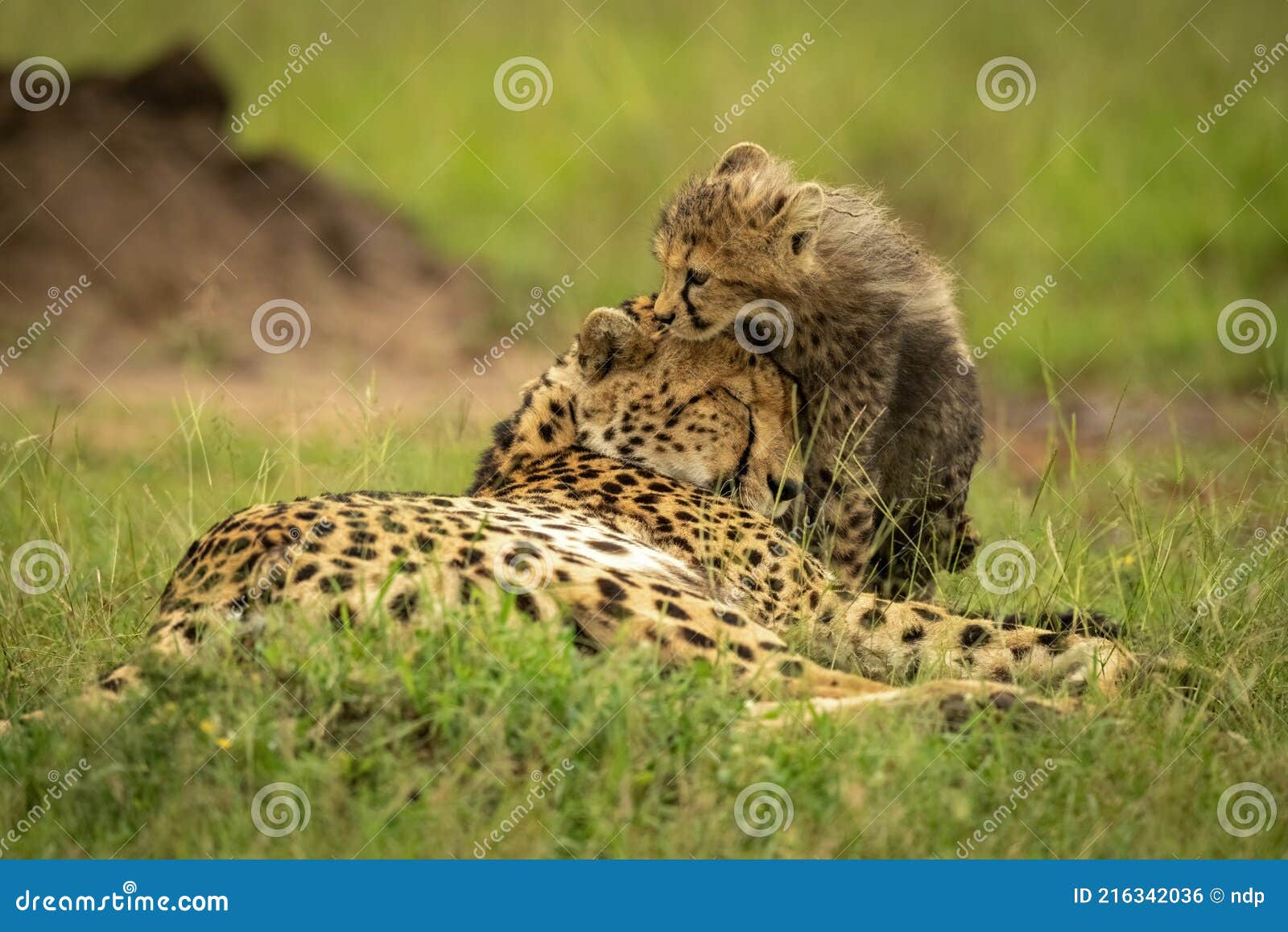 Cheetah Cub Leans on Head of Mother Stock Photo - Image of cheetah ...