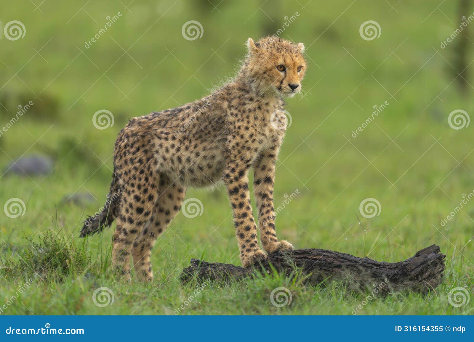 Cheetah Cub Leans on Log in Savannah Stock Image - Image of landscape ...