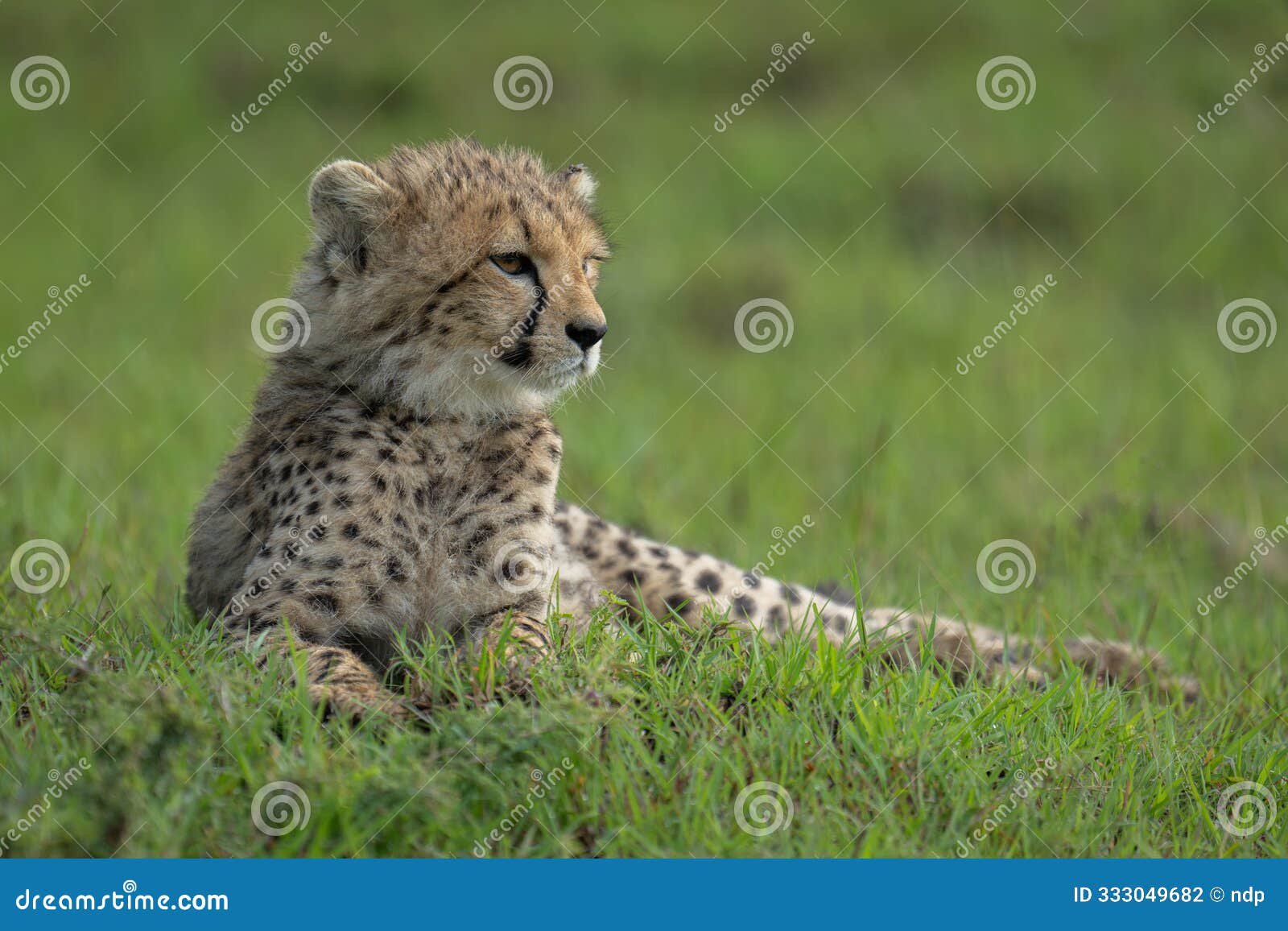 Cheetah Cub Lies on Grass Turning Head Stock Photo - Image of outdoor ...