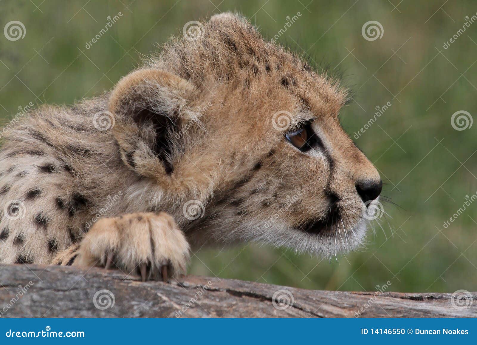 Cheetah Cub Looking stock photo. Image of africa, mammal - 14146550