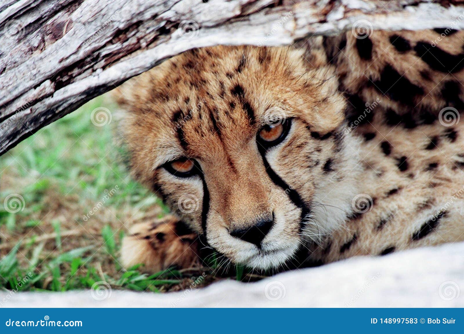 Cheetah Cub Looking Under Tree Trunk Stock Image - Image of nature ...
