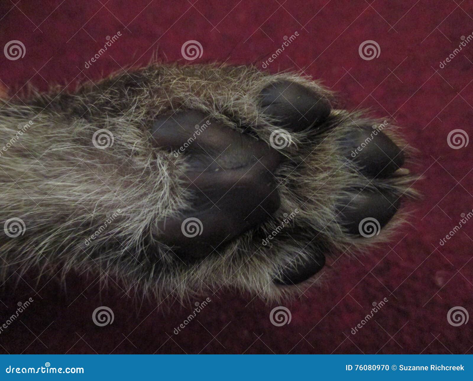 Cheetah cub paw stock photo. Image of travel, baby, cheetah - 76080970