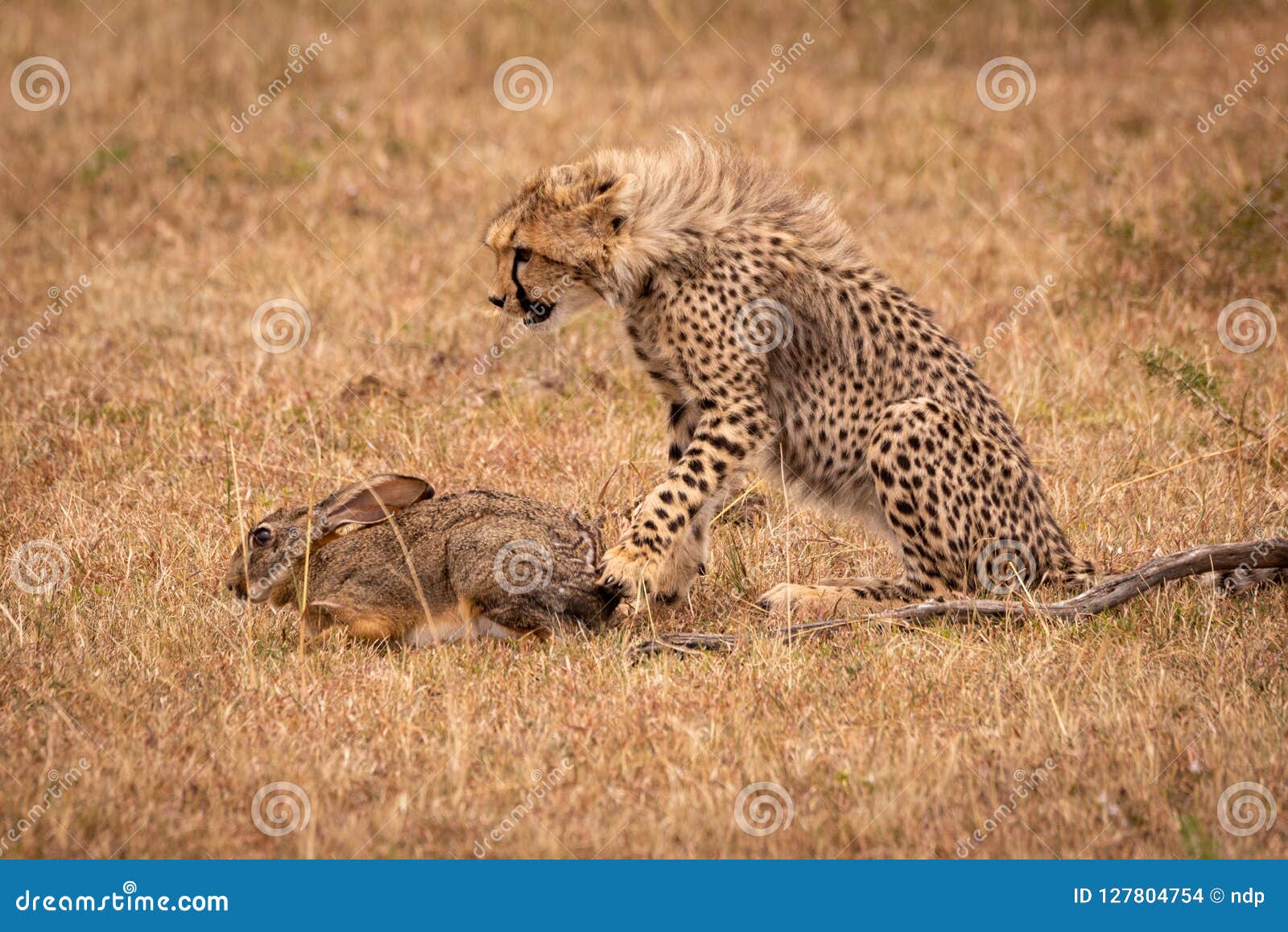 Cheetah Cub Paws Scrub Hare in Savannah Stock Photo - Image of scrub ...
