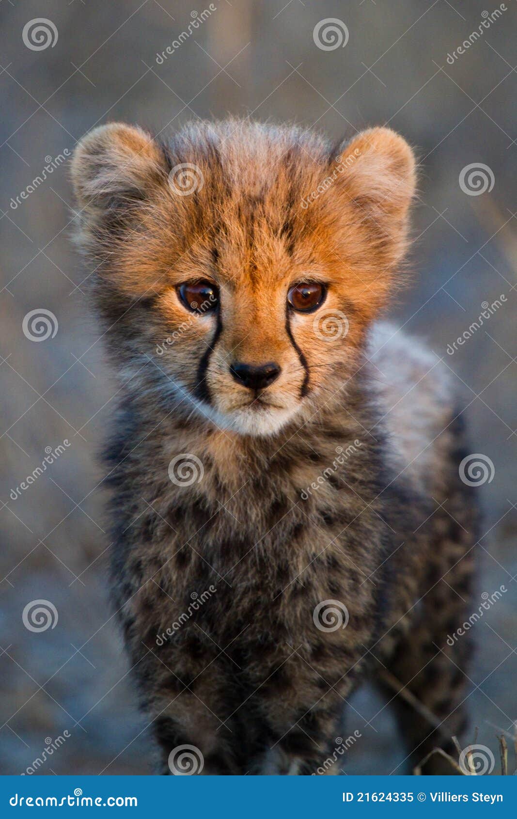 Cheetah cub portrait stock image. Image of close, alone - 21624335