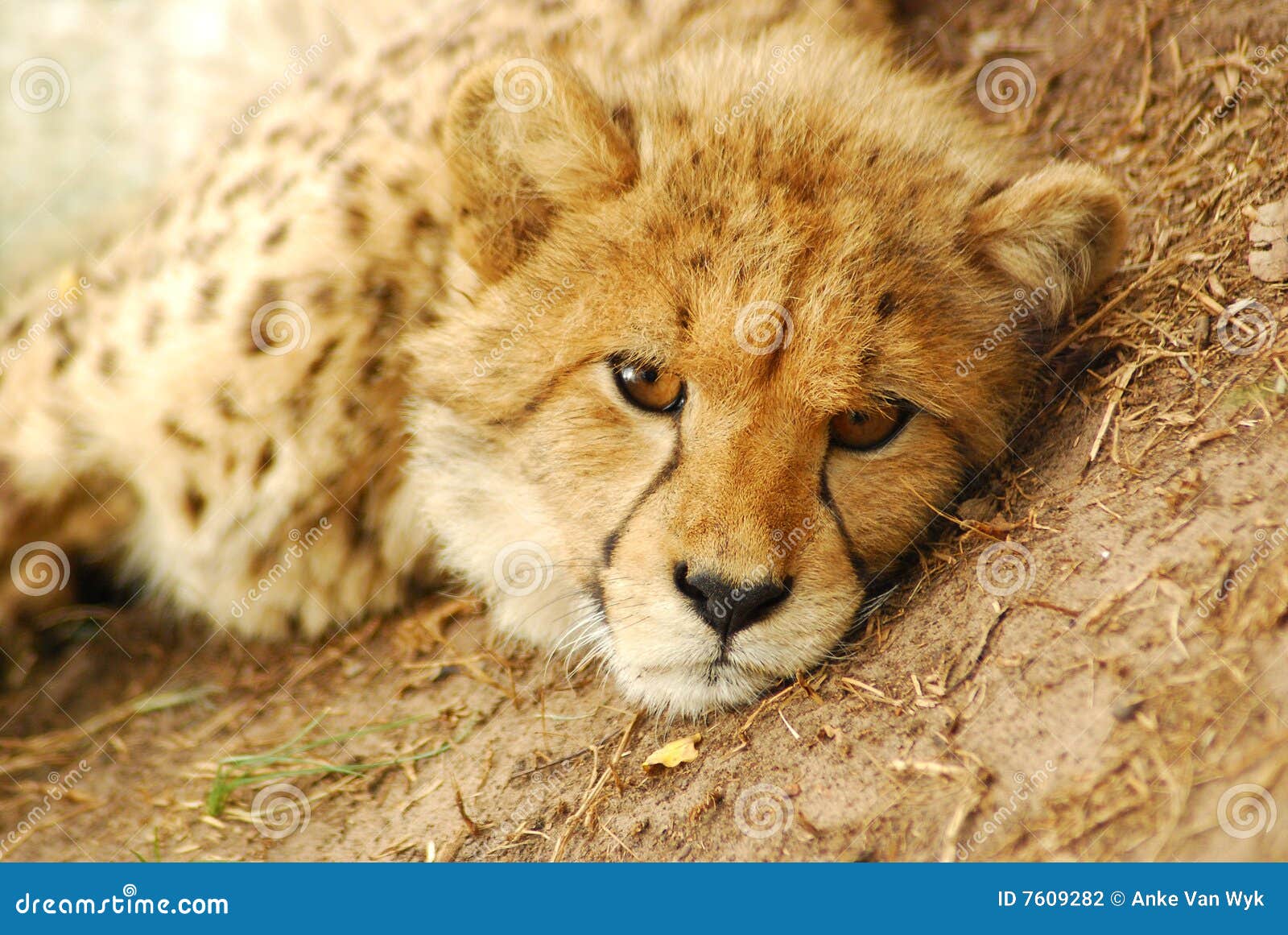 Cheetah Sad Stock Photos - Free & Royalty-Free Stock Photos from Dreamstime