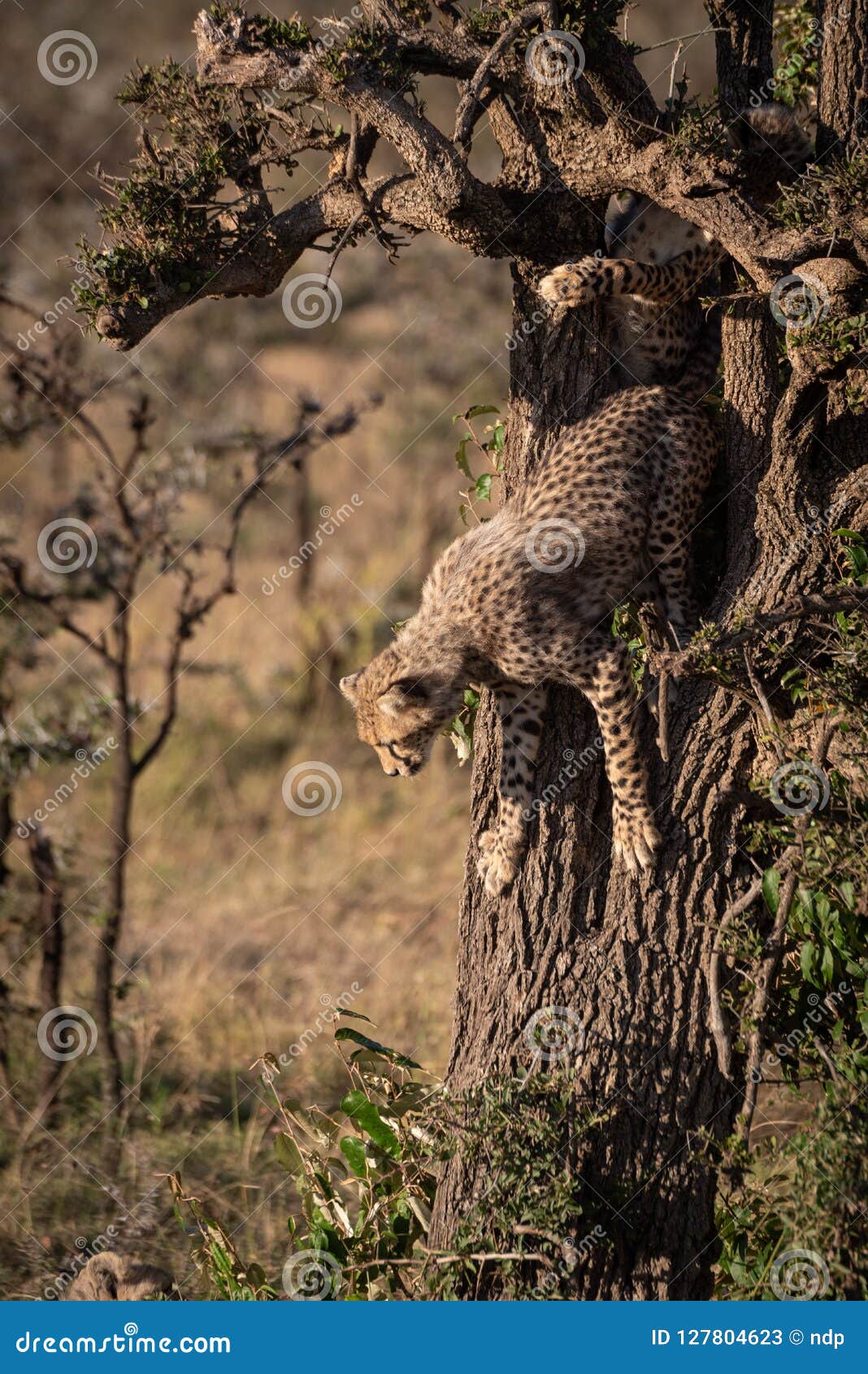 Cheetah Cub Preparing To Climb Down Tree Stock Image - Image of animal ...