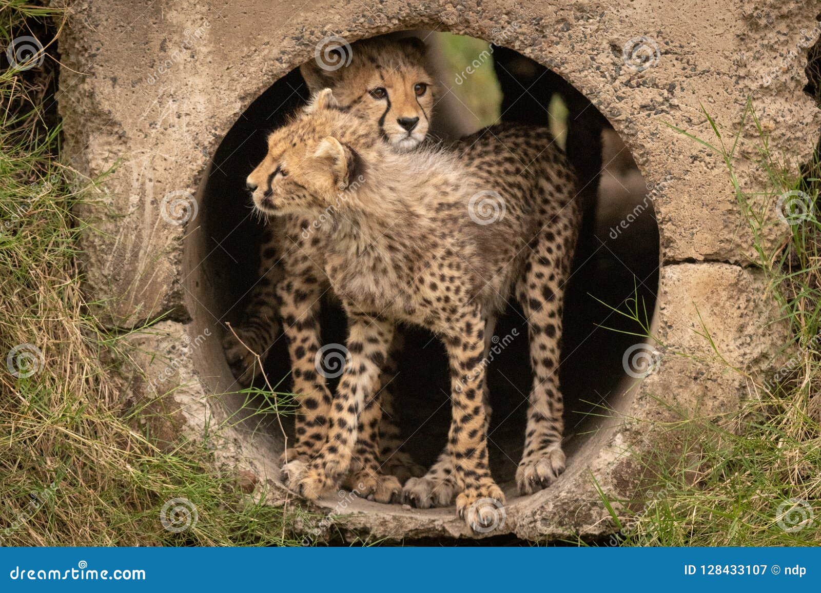 Cheetah Cub Rests on Another in Pipe Stock Image - Image of wildlife ...