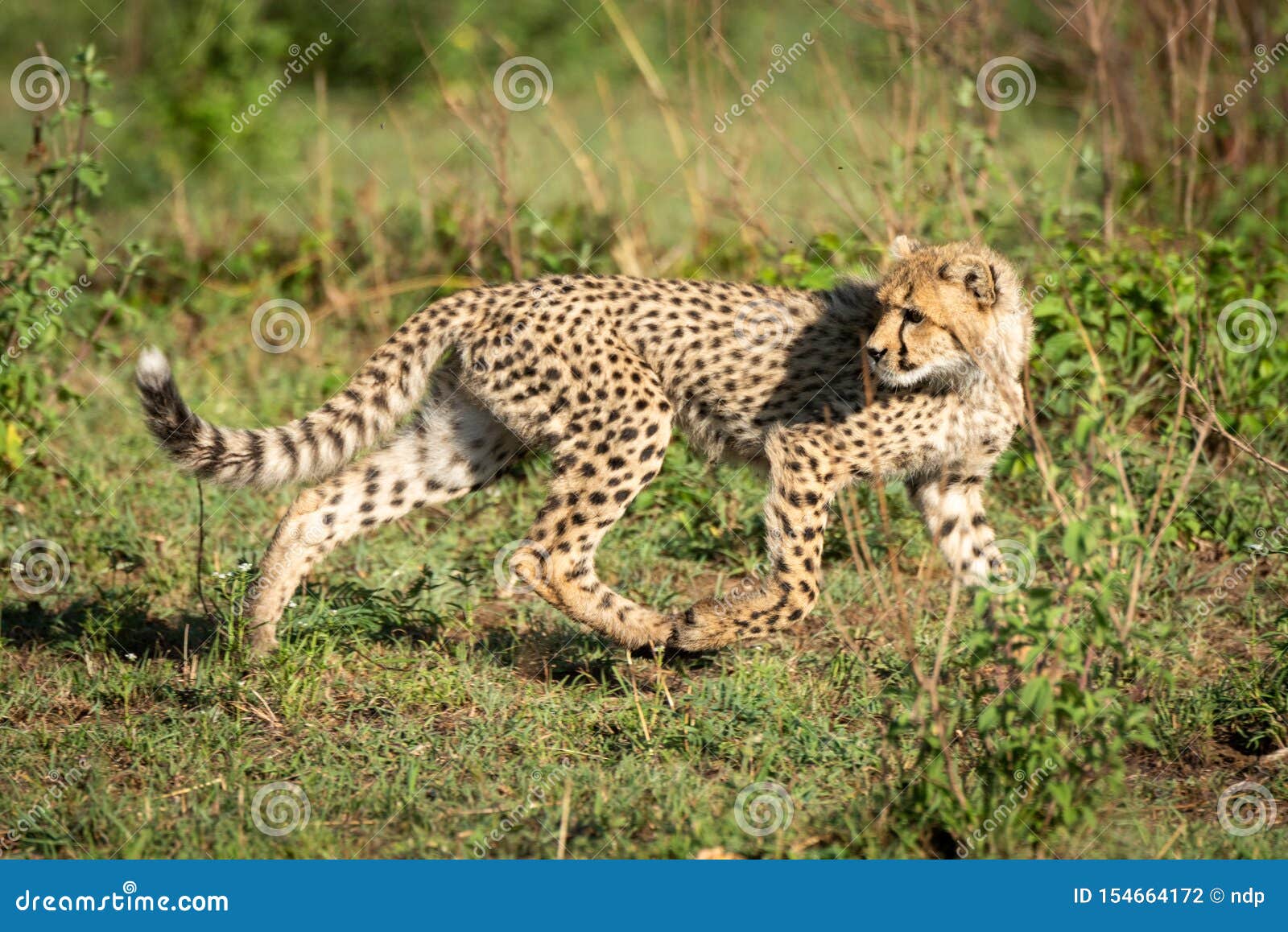 Cheetah Cubs Running