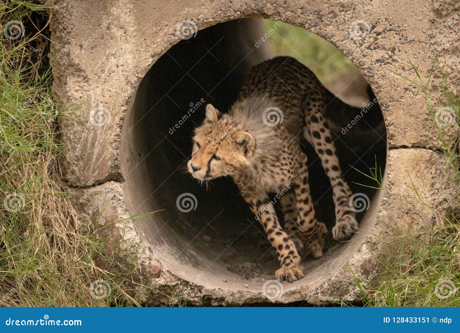 Cheetah Cub Runs through Pipe Towards Grass Stock Image - Image of ...