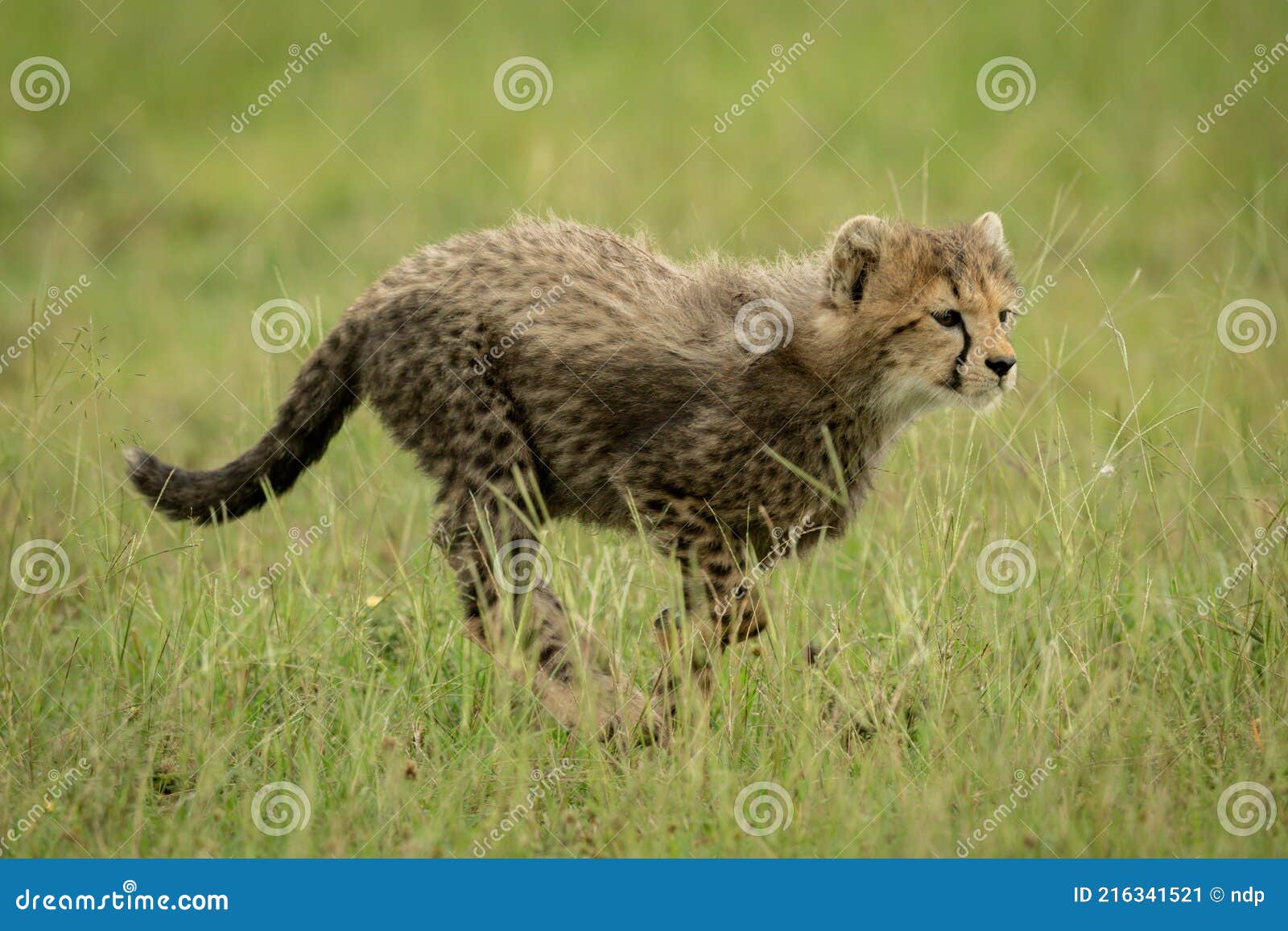 Cheetah Cubs Running