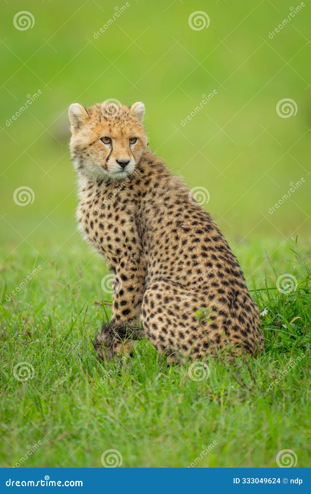 Cheetah Cub Sat in Grass Looking Round Stock Photo - Image of plain ...