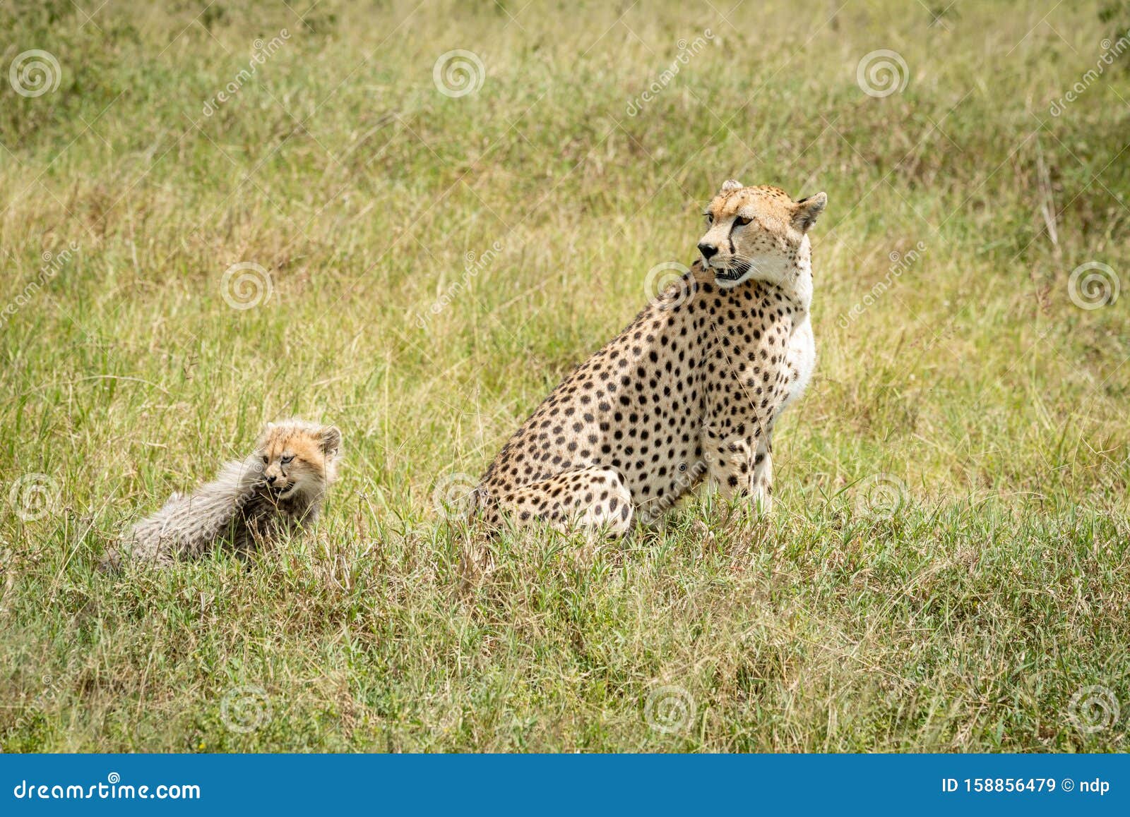 Cheetah and Cub Sit in Tall Grass Stock Image - Image of grass ...