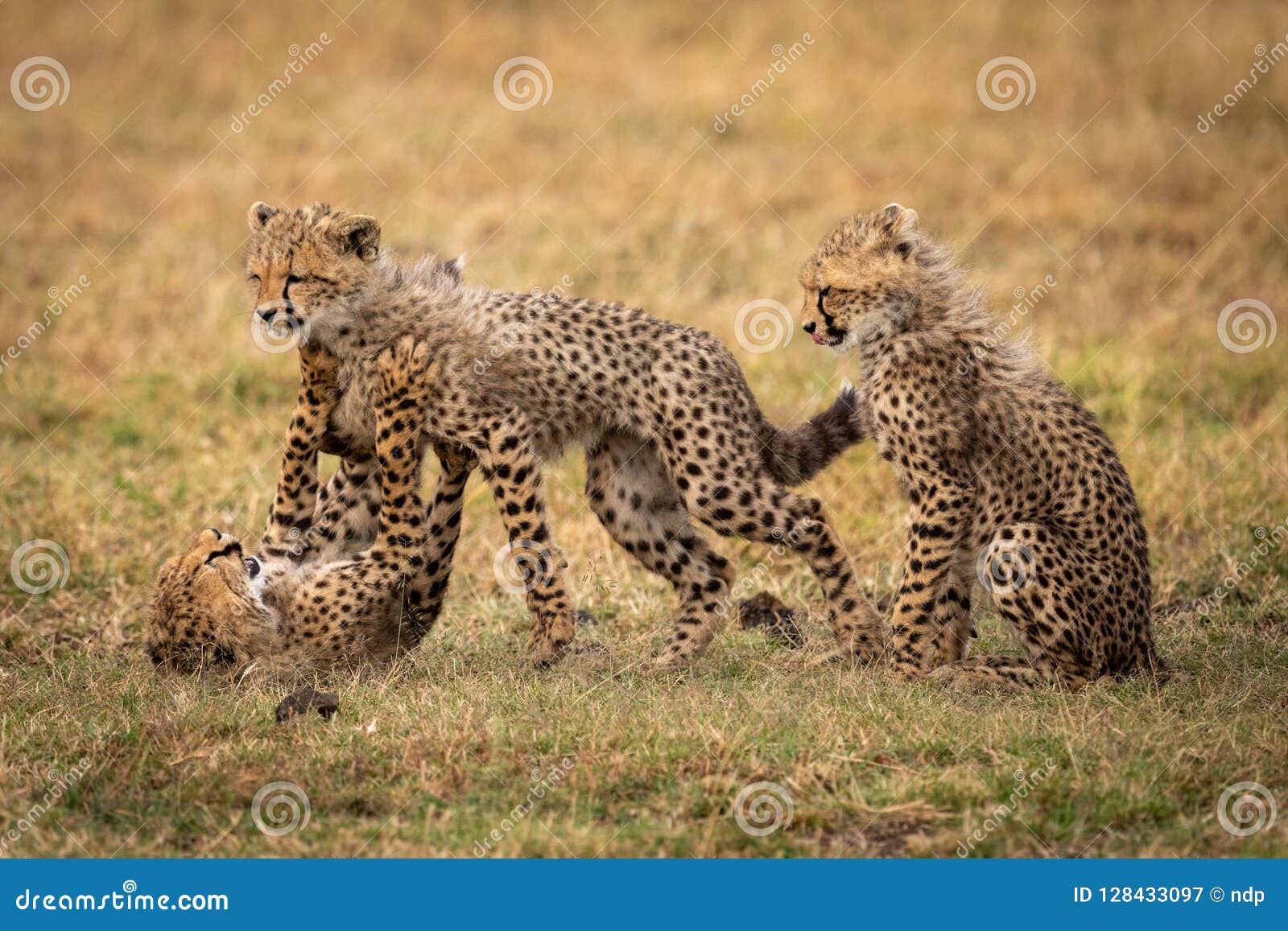 Cheetah Cub Sits As Siblings Play Fight Stock Image - Image of savanna ...
