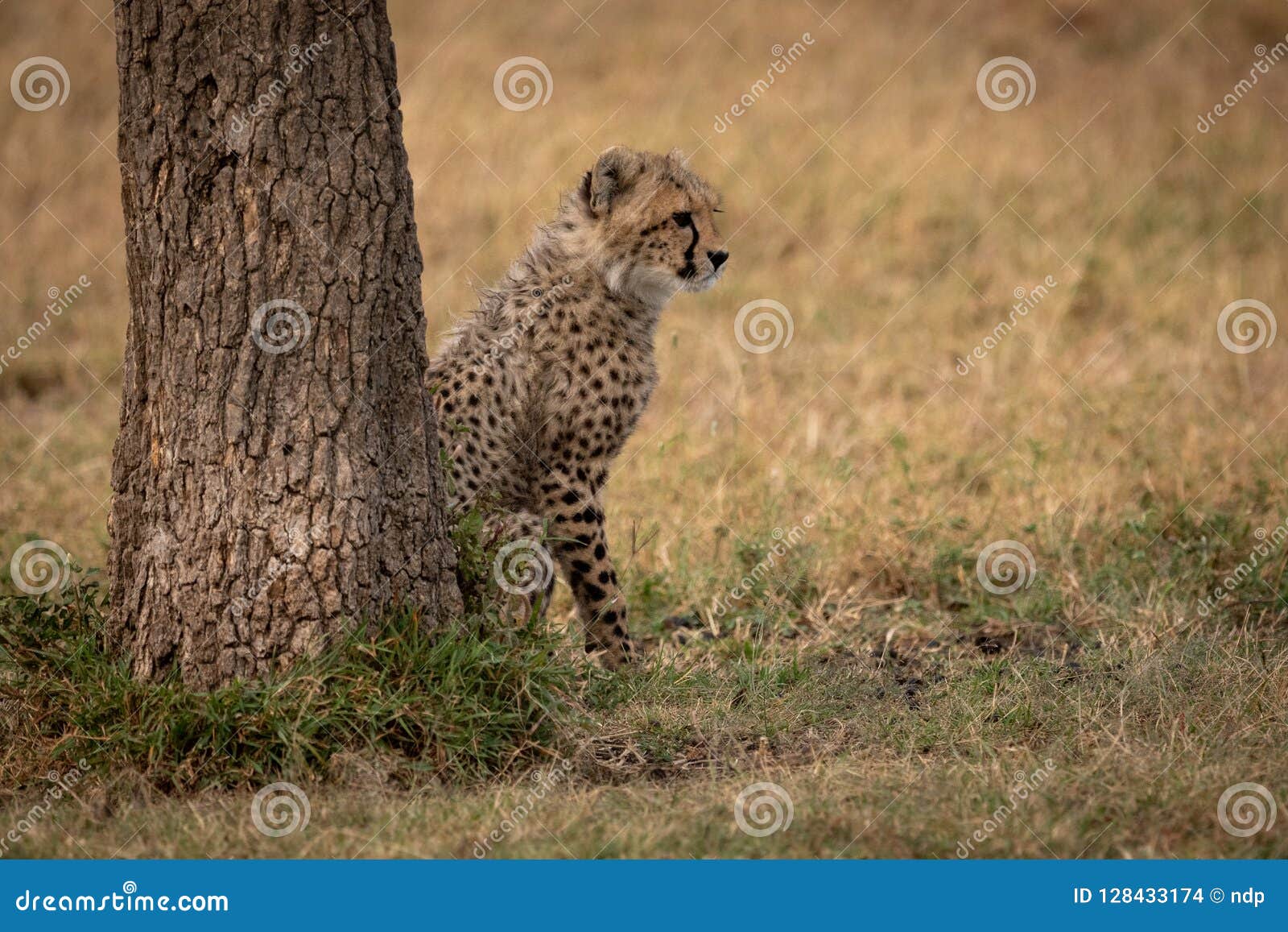 Cheetah Cub Sits Behind Tree Facing Right Stock Photo - Image of facing ...