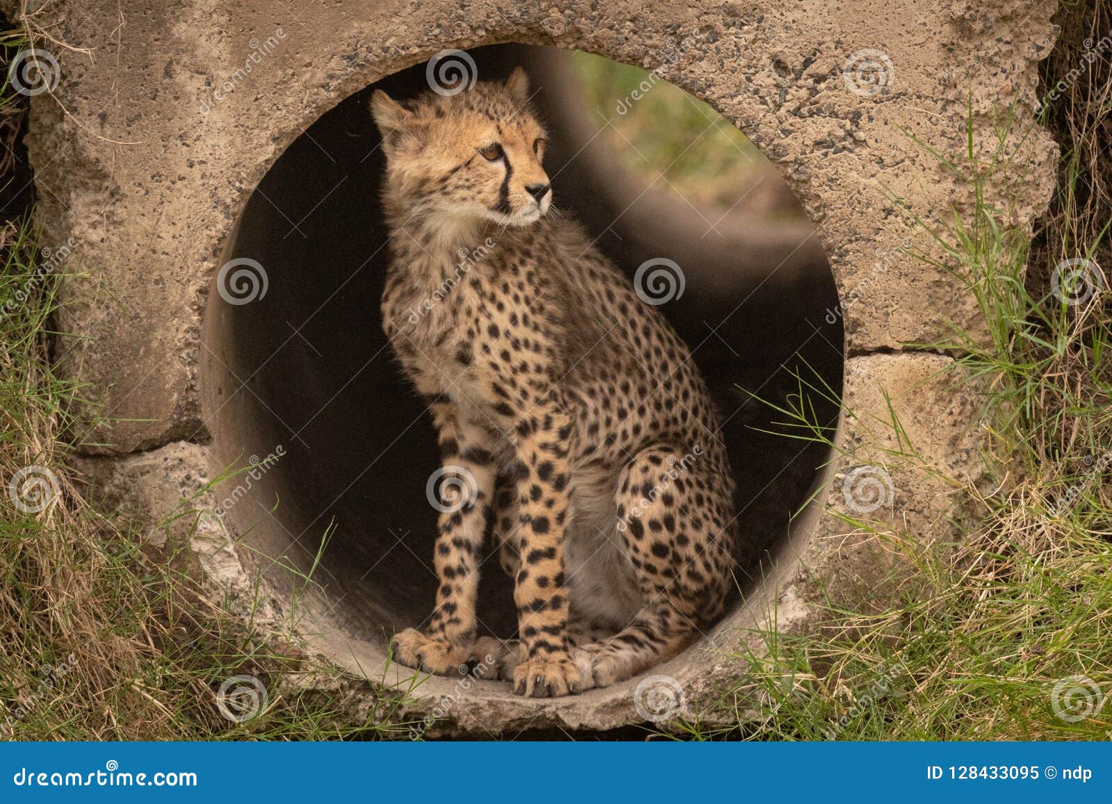 Cheetah Cub Sits at Entrance To Pipe Stock Image - Image of carnivore ...