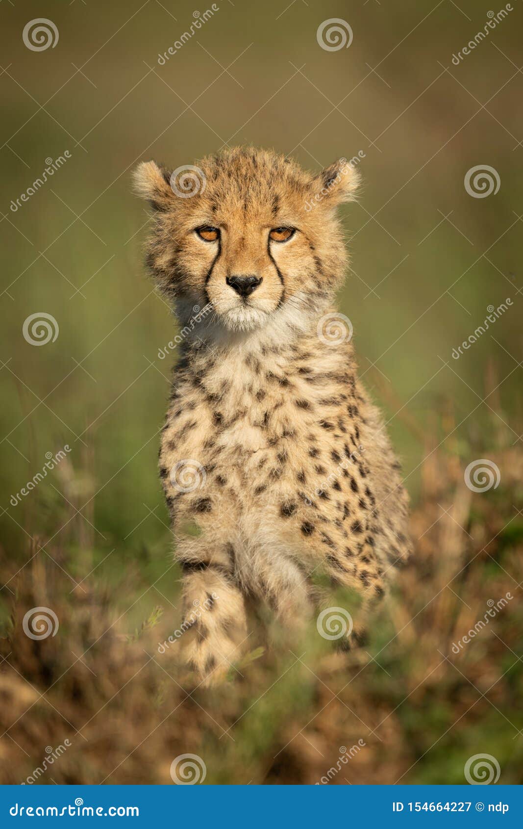 Cheetah Cub Sits Facing Camera in Grass Stock Image - Image of safari ...