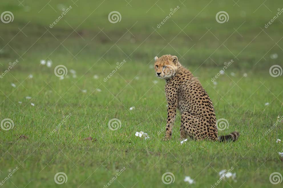 Cheetah Cub Sits on Grass Looking Round Stock Image - Image of ...