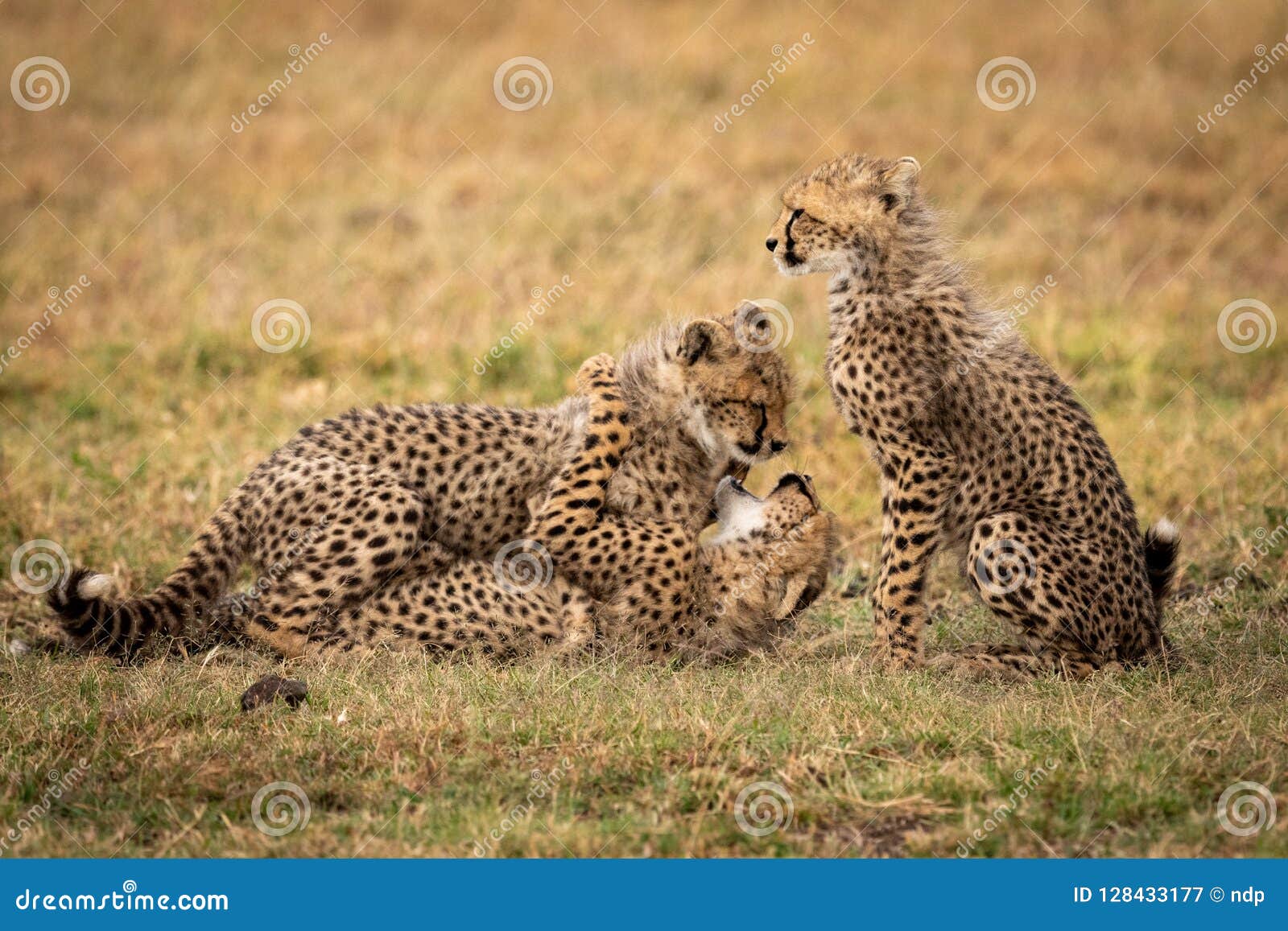 Cheetah Cub Sits while Others Play Fight Stock Image - Image of ...