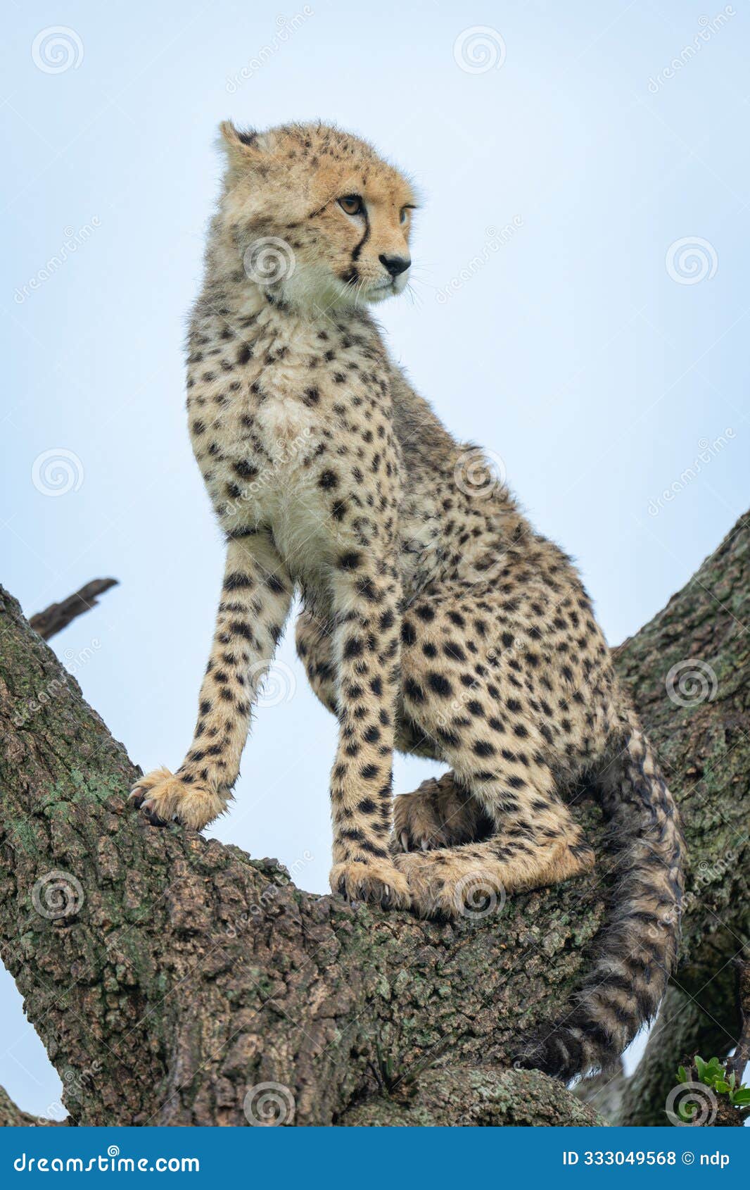 Cheetah Cub Sits in Tree Turning Head Stock Photo - Image of africa ...