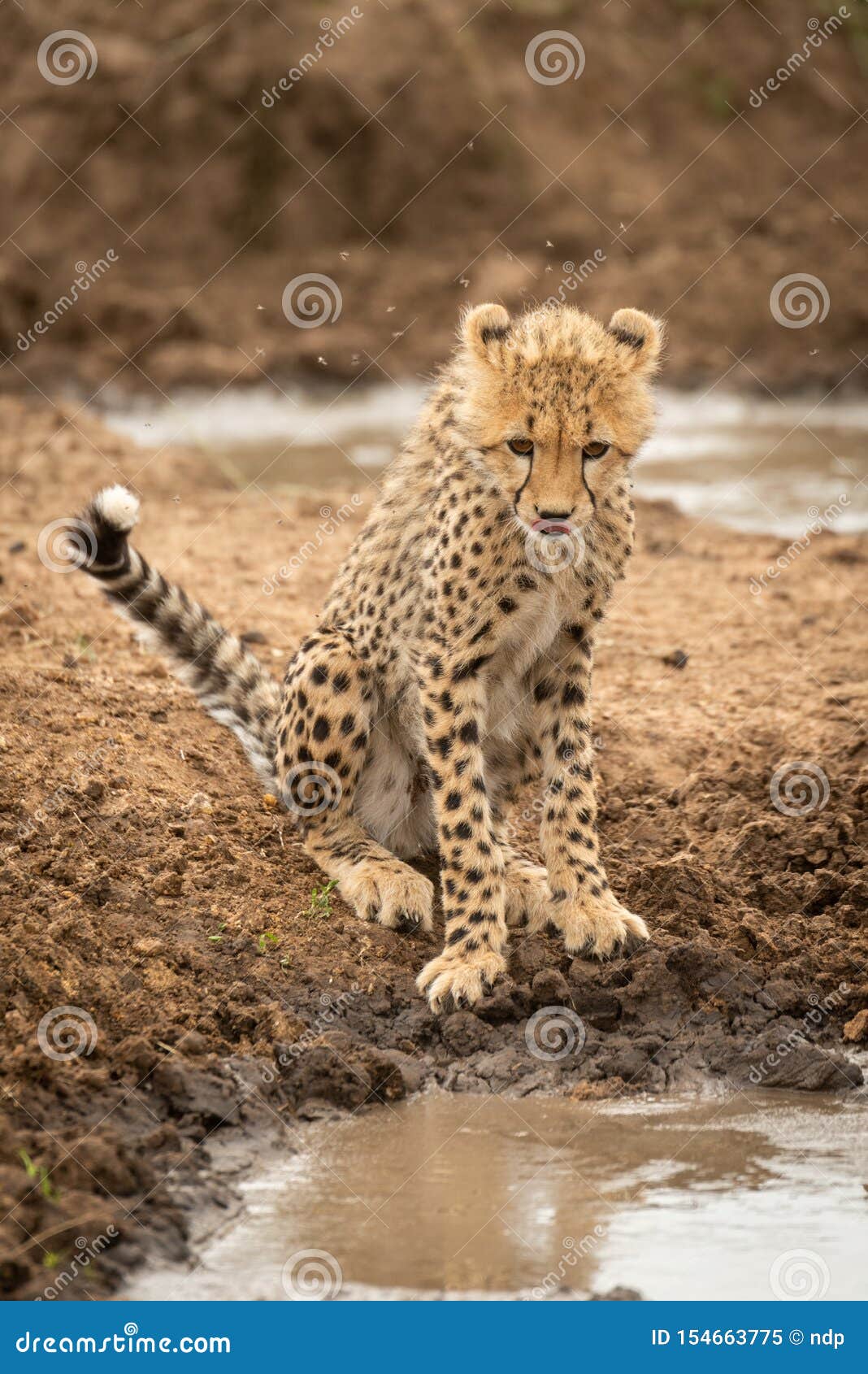 Cheetah Cub Sits by Water Looking Down Stock Image - Image of cottars ...