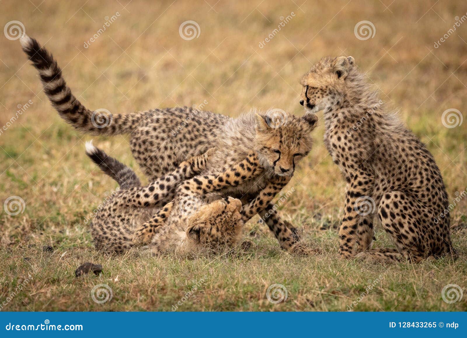 Cheetah Cub Sitting As Siblings Play Fight Stock Image - Image of fight ...
