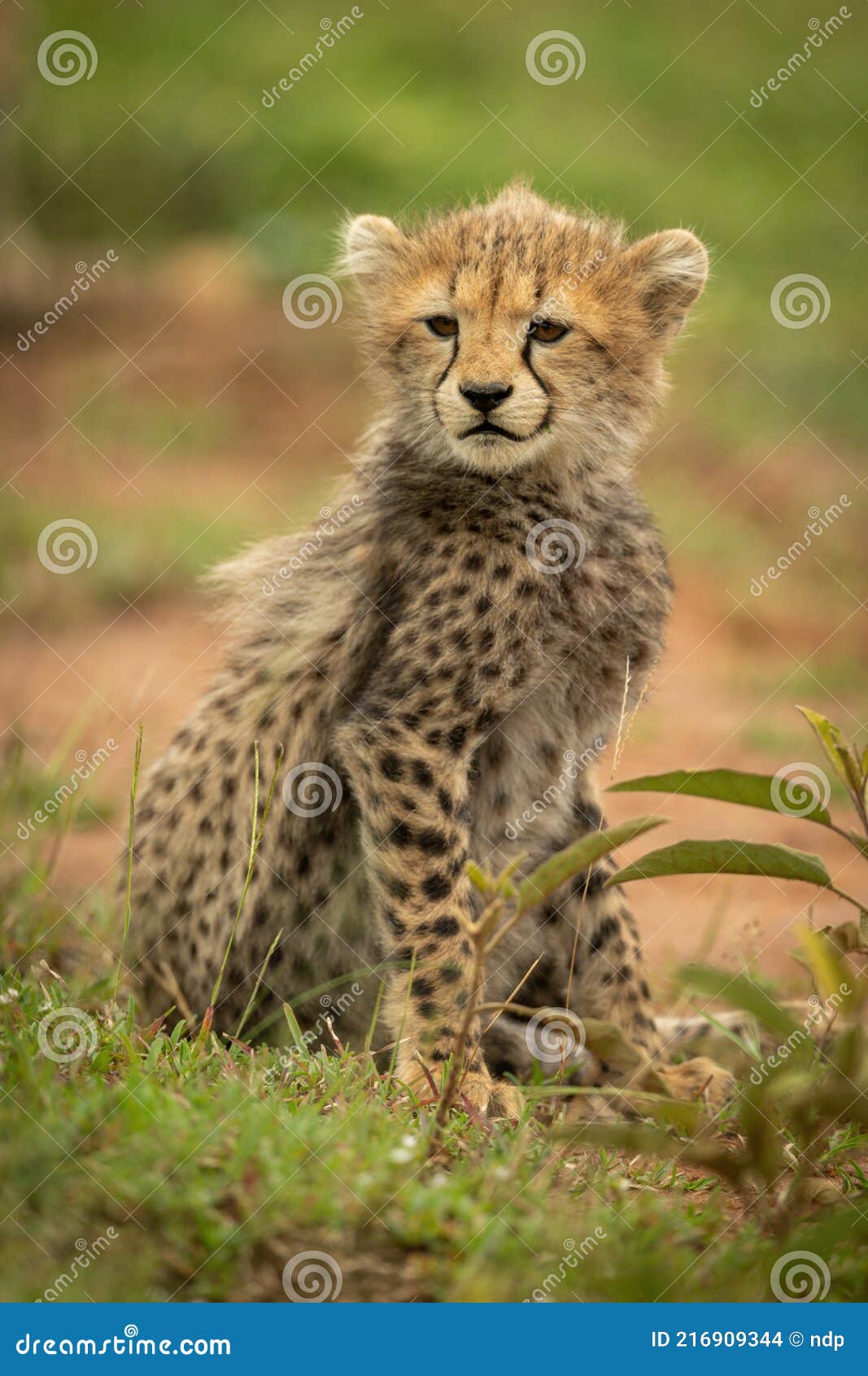Cheetah Cub Sitting Turning Head in Grass Stock Photo - Image of mara ...
