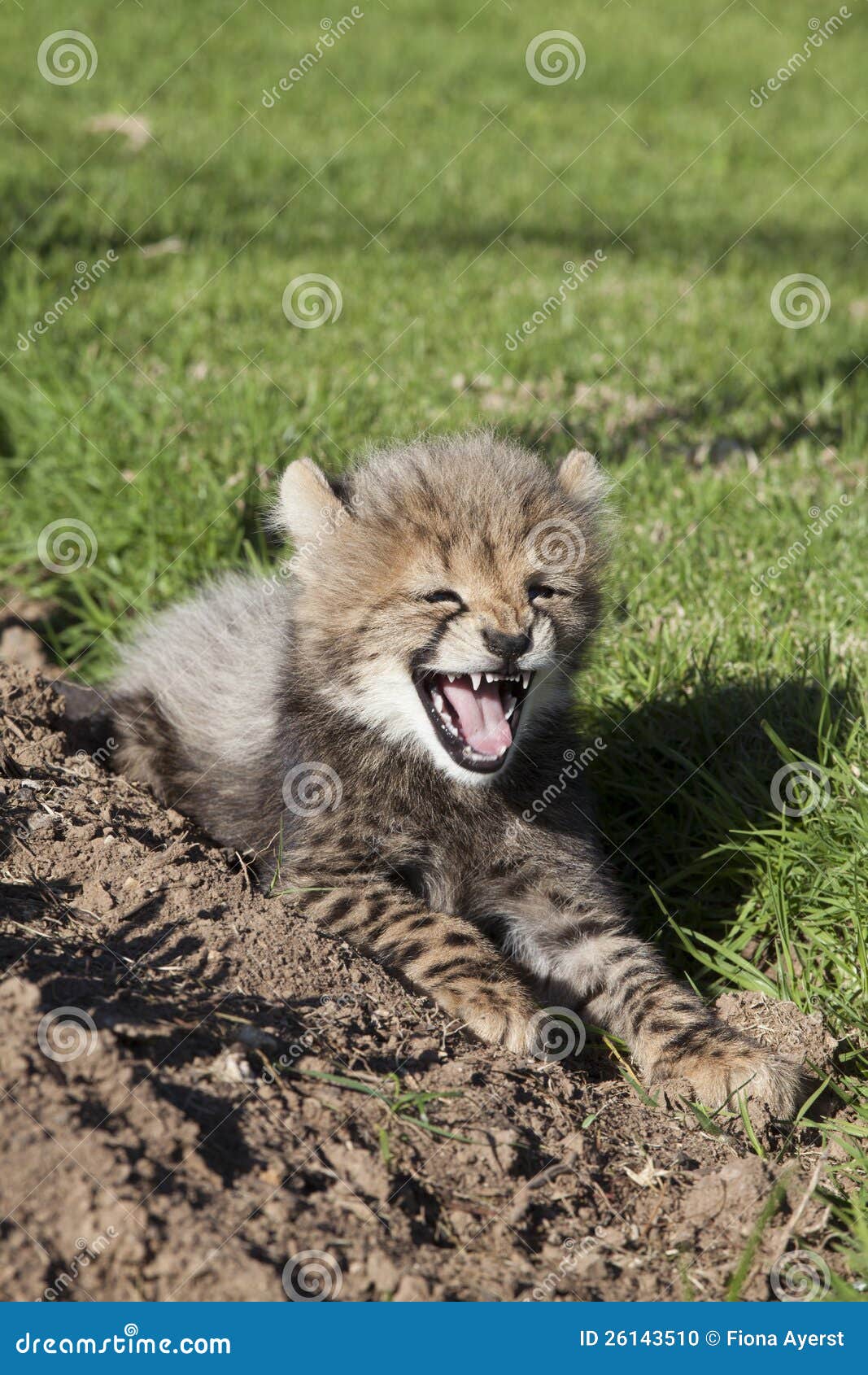 Cheetah cub snarl stock photo. Image of jubatis, wild - 26143510