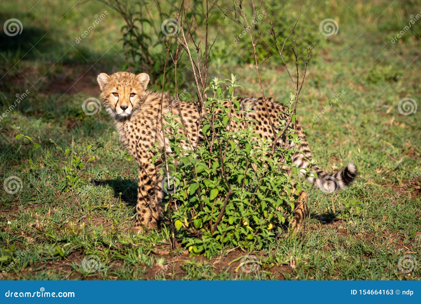 Cheetah Cub Stands Behind Bush Turning Head Stock Image - Image of ...