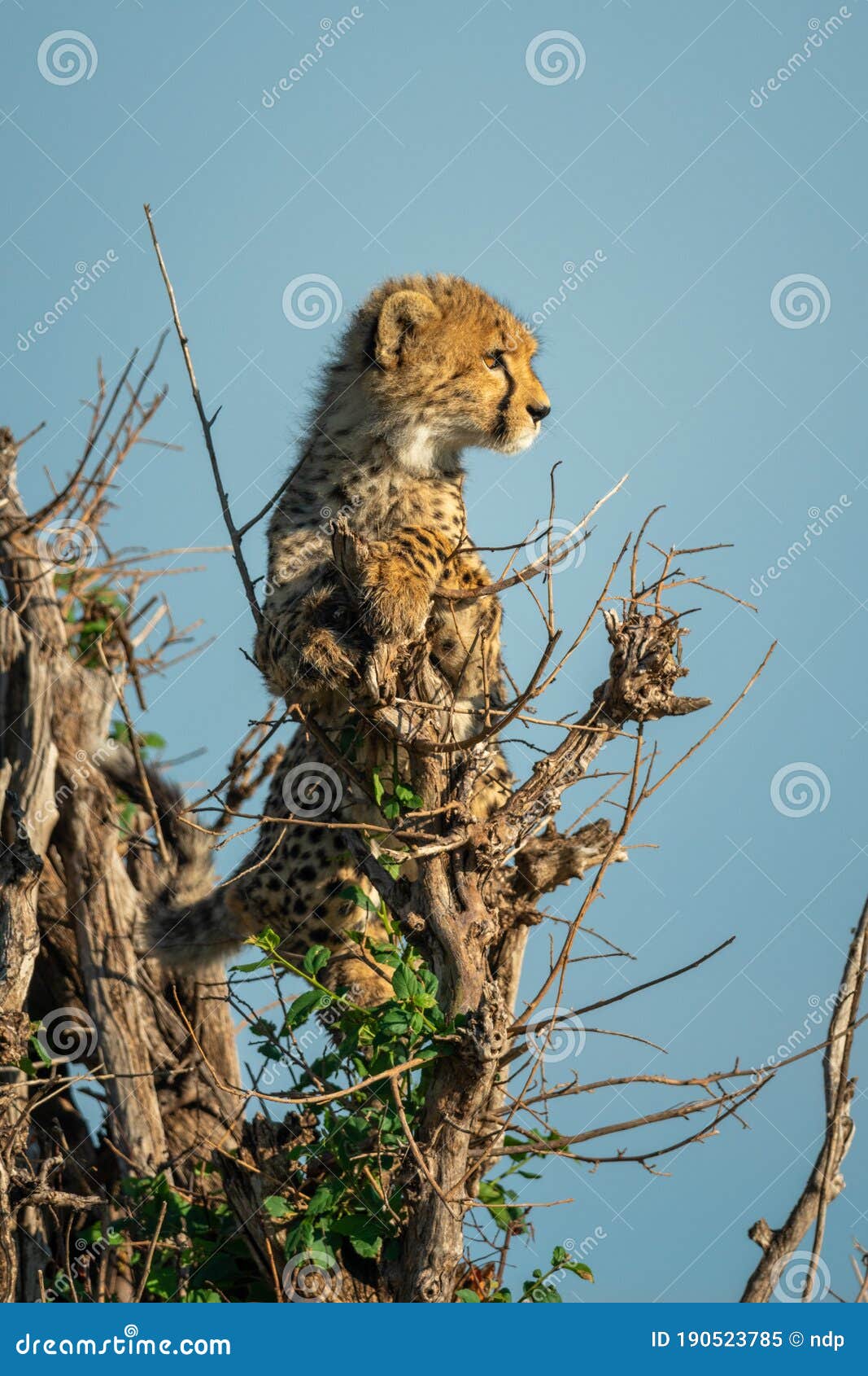 Cheetah Cub Stands in Bush Turning Head Stock Image - Image of bush ...