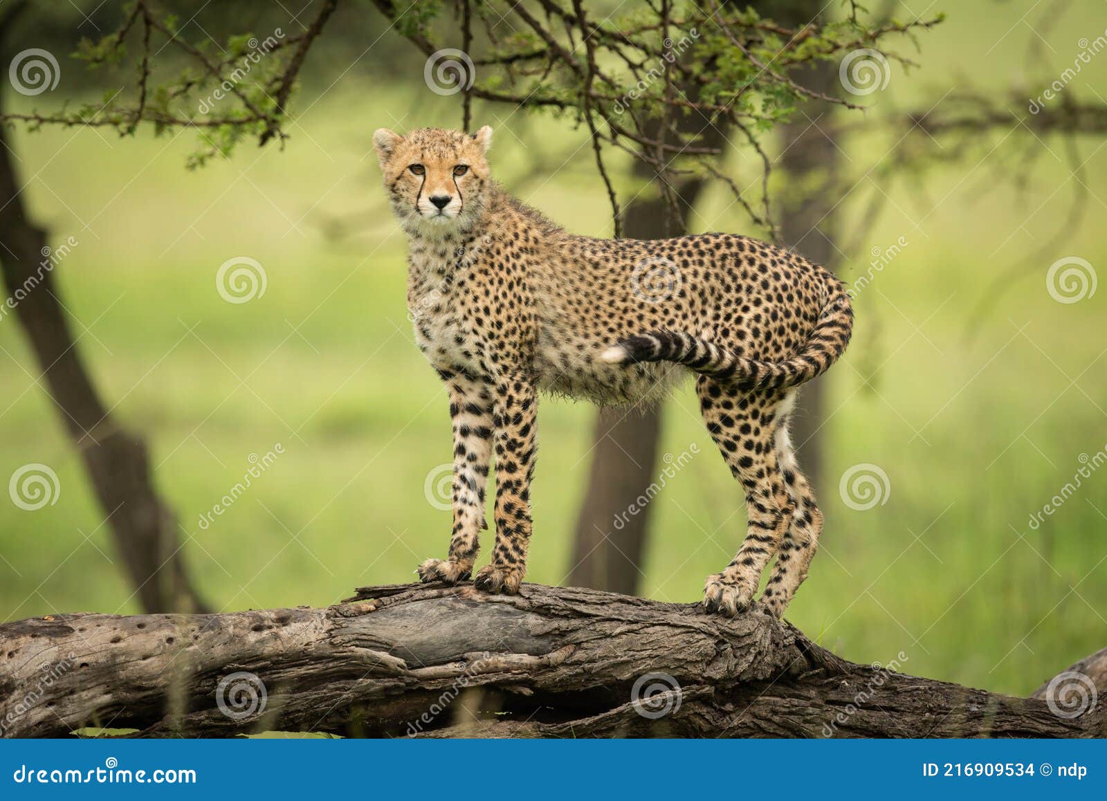 Cheetah Cub Stands on Log Scanning Savannah Stock Photo - Image of ...