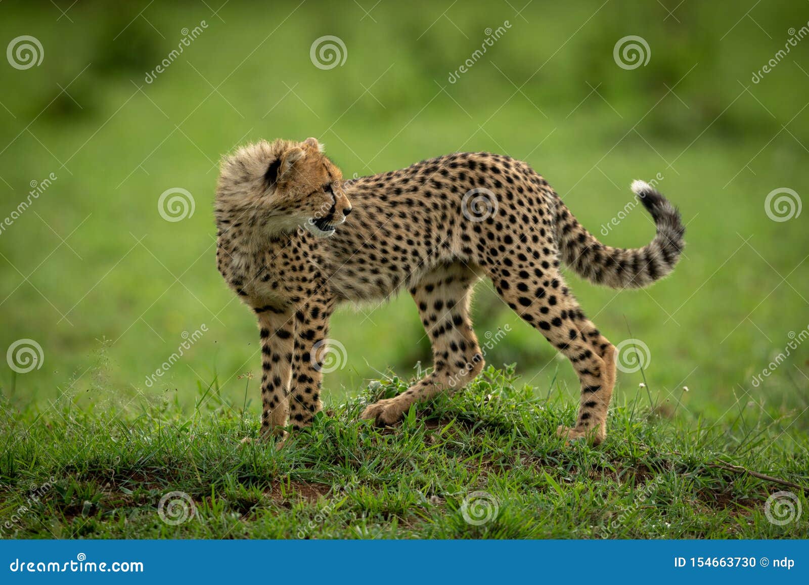 Cheetah Cub Stands on Mound Looking Back Stock Photo - Image of ...