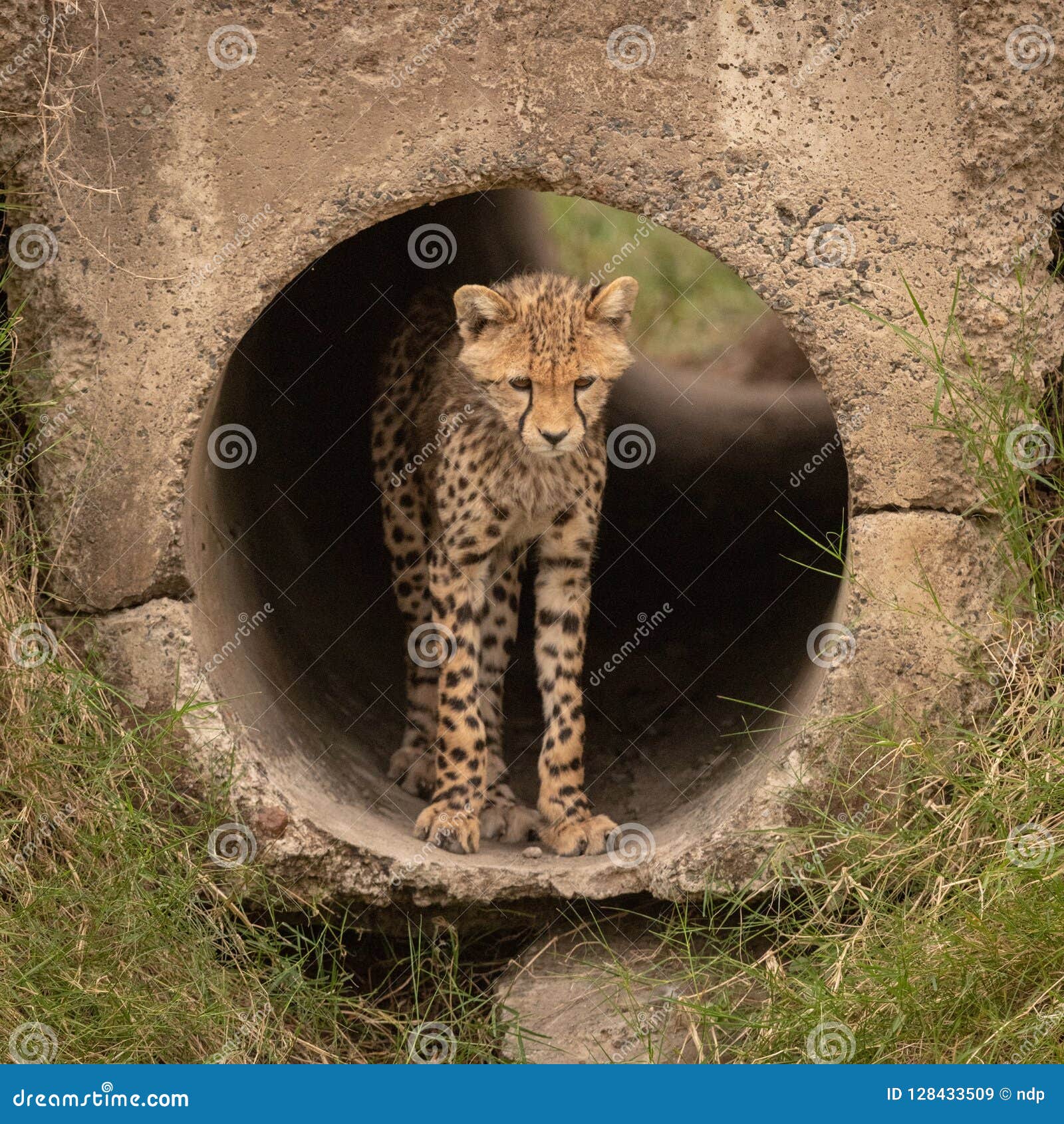 Cheetah Cub Stands in Pipe Looking Down Stock Image - Image of savanna ...