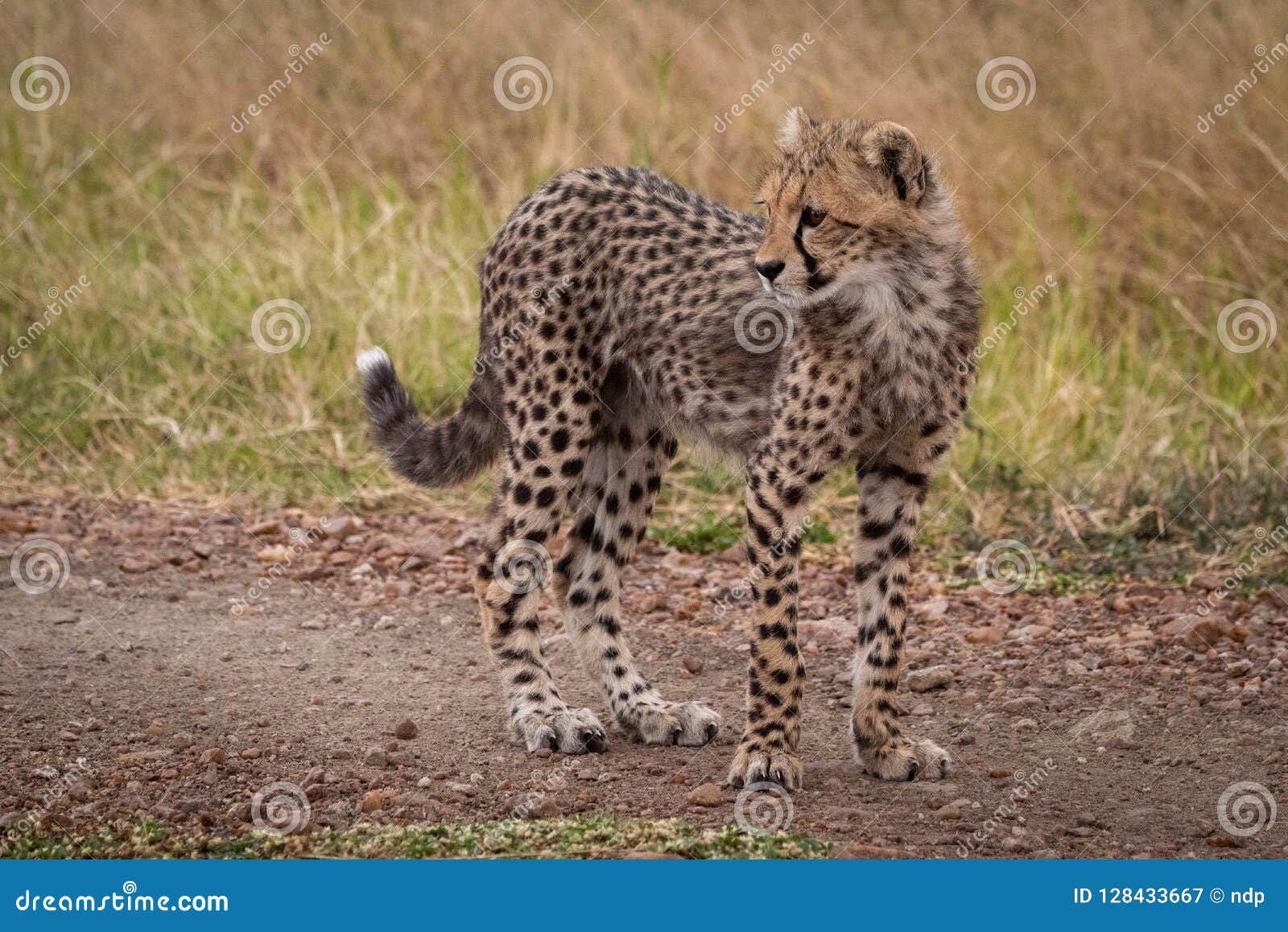 Cheetah Cub Stands on Track Turning Head Stock Image - Image of travel ...