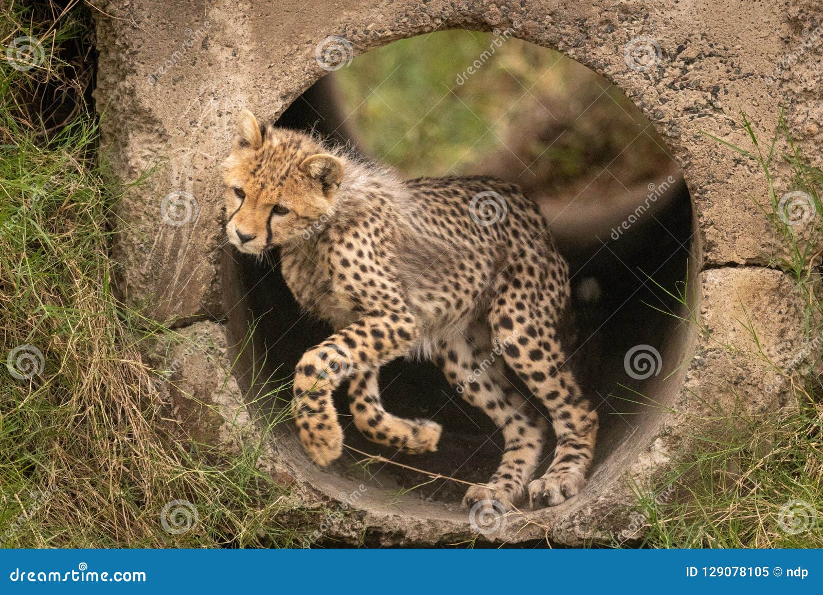 Cheetah Cub Twisting Head Jumping from Pipe Stock Image - Image of ...