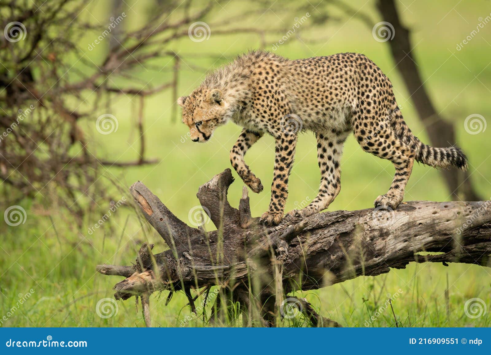 Cheetah Cub Walks on Log Looking Down Stock Image - Image of kicheche ...