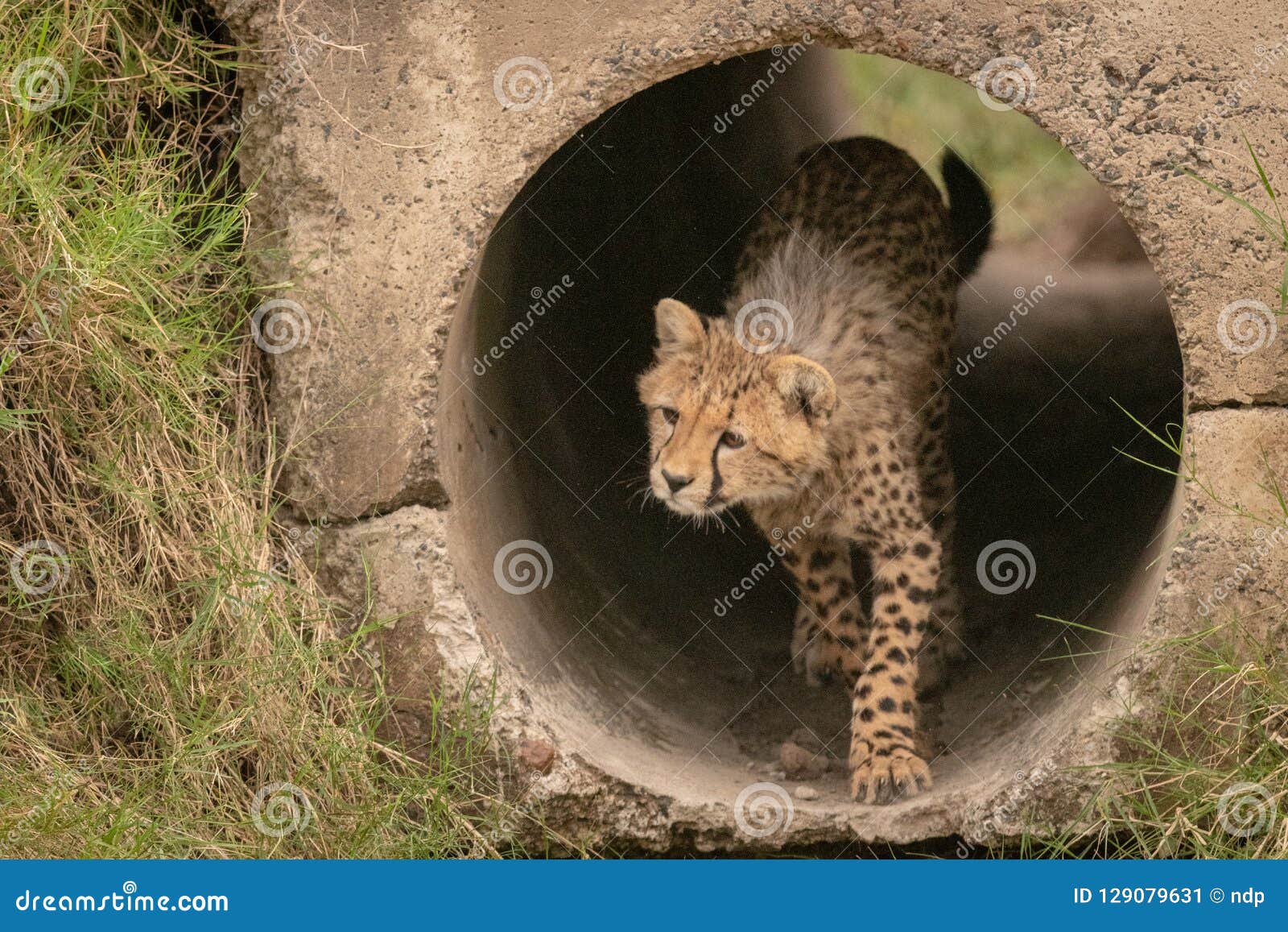 Cheetah Cub Walks through Pipe Looking Up Stock Image - Image of pipe ...