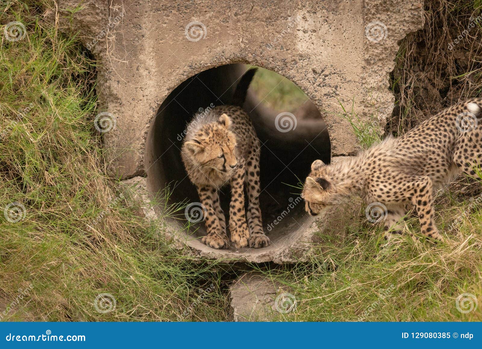 Cheetah Cub Watching Another from Concrete Pipe Stock Image - Image of ...