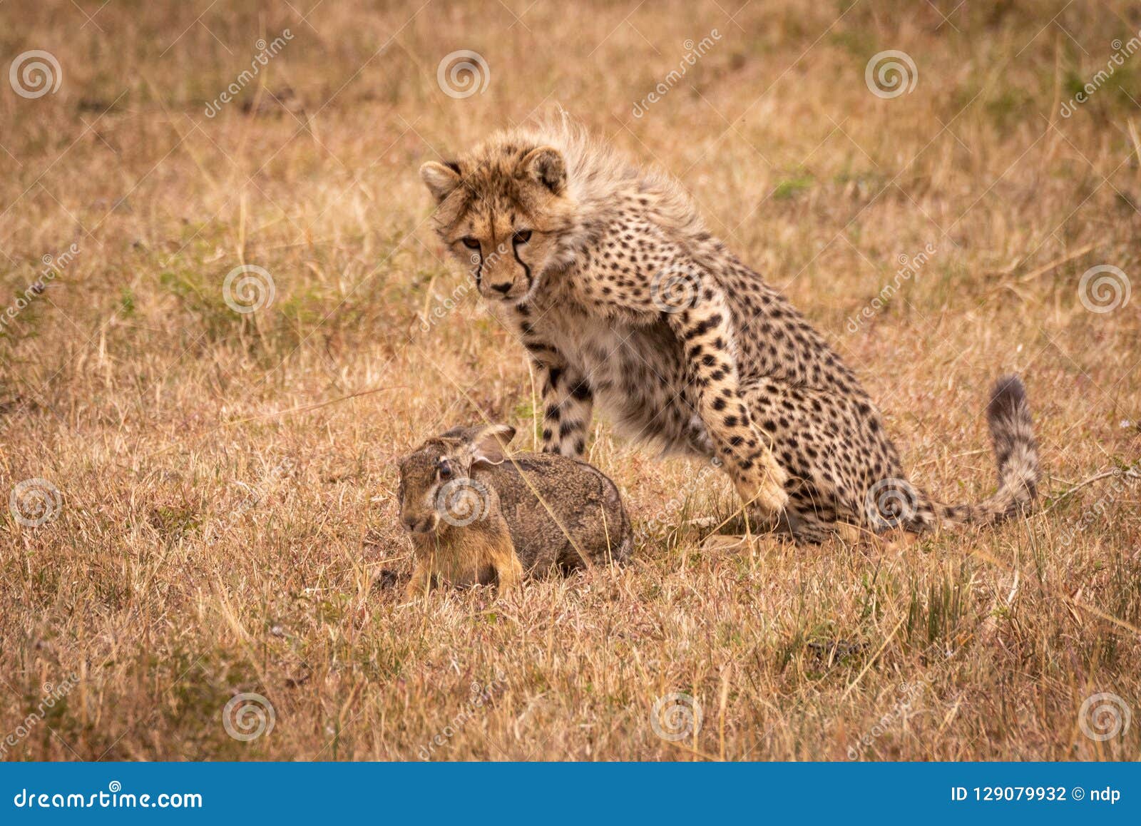 Cheetah Cub Watching Scrub Hare on Savannah Stock Photo - Image of ...