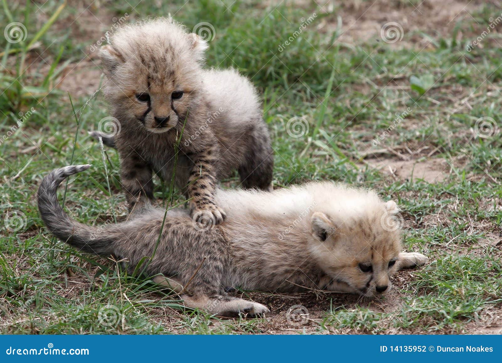 Cheetah Cubs stock photo. Image of africa, small, cheetah - 14135952