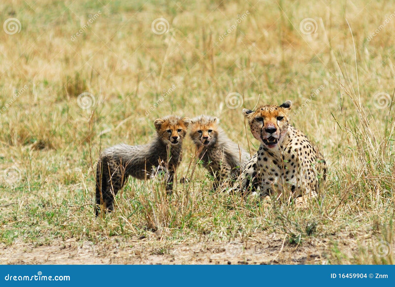 Cheetah with cubs stock photo. Image of nature, safari - 16459904